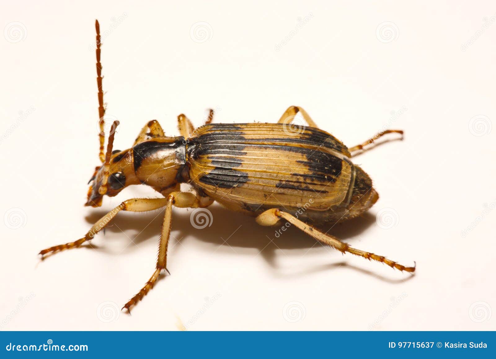 Bombardier Beetles On A Smooth Background. Royalty-Free Stock Photo ...