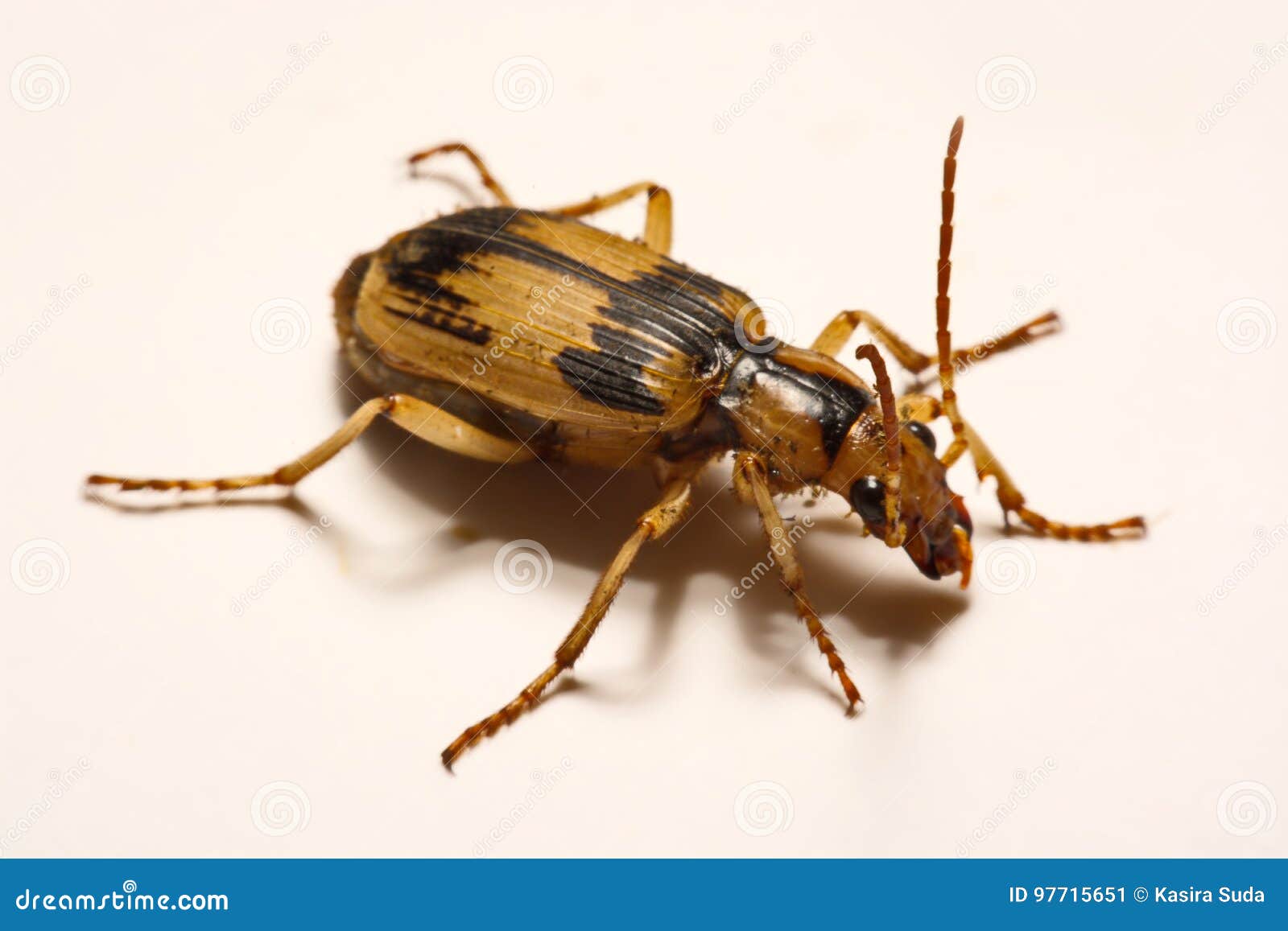 Bombardier Beetles On A Smooth Background. Stock Photography ...
