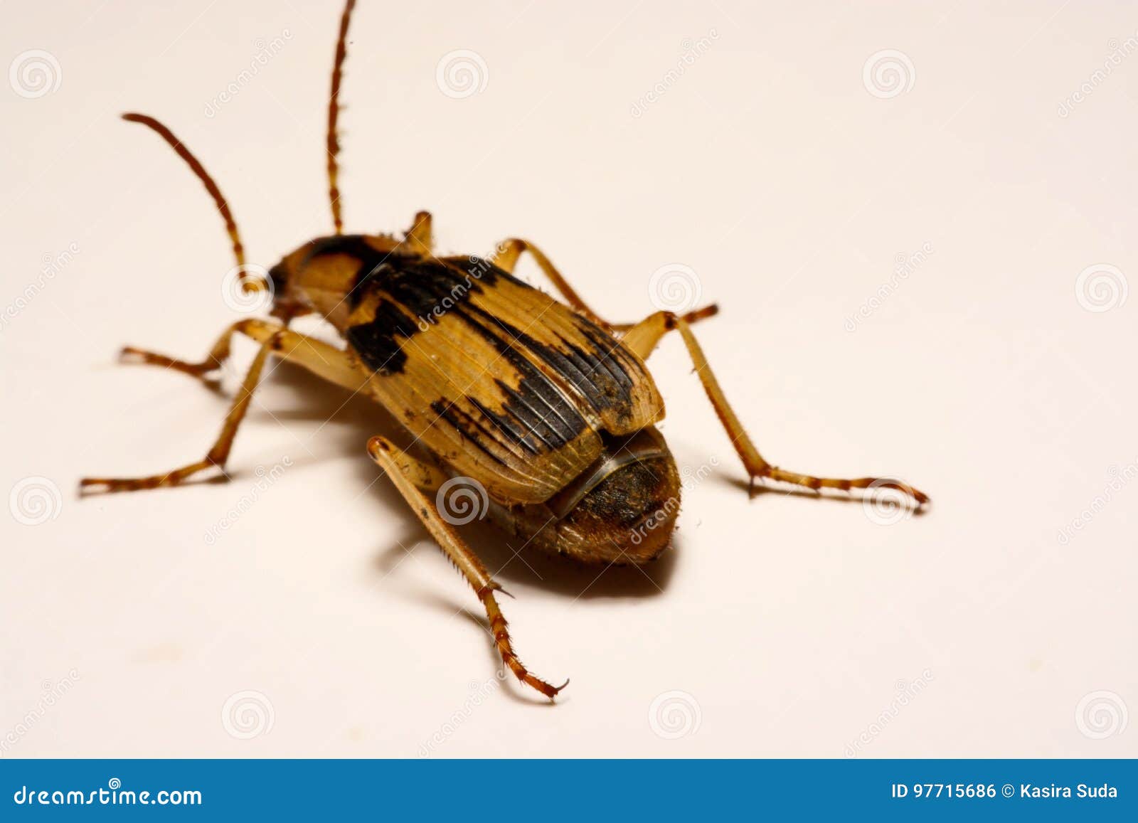 Bombardier Beetles On A Smooth Background. Stock Photography ...