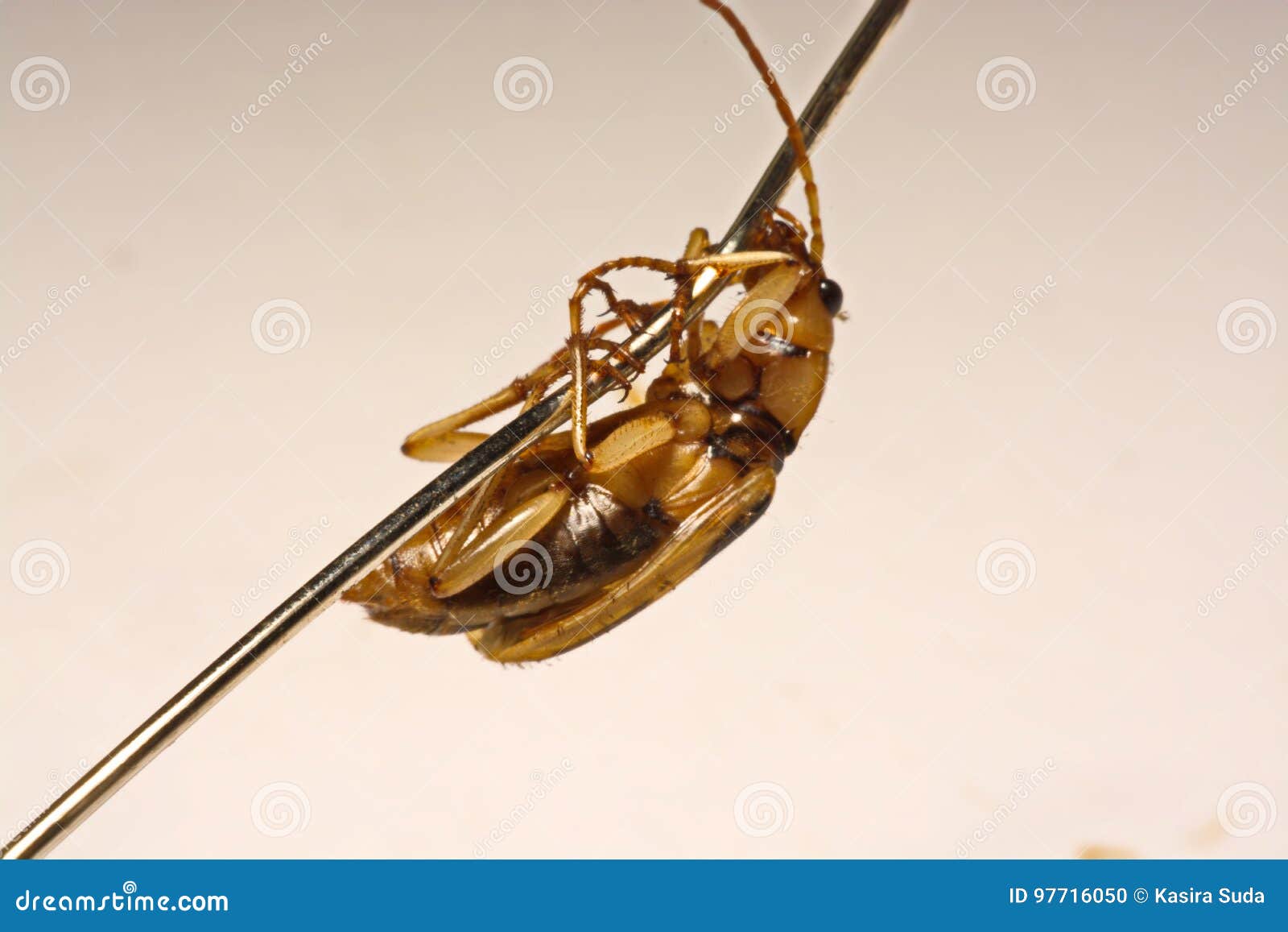 Bombardier Beetles On A Smooth Background. Stock Photography ...