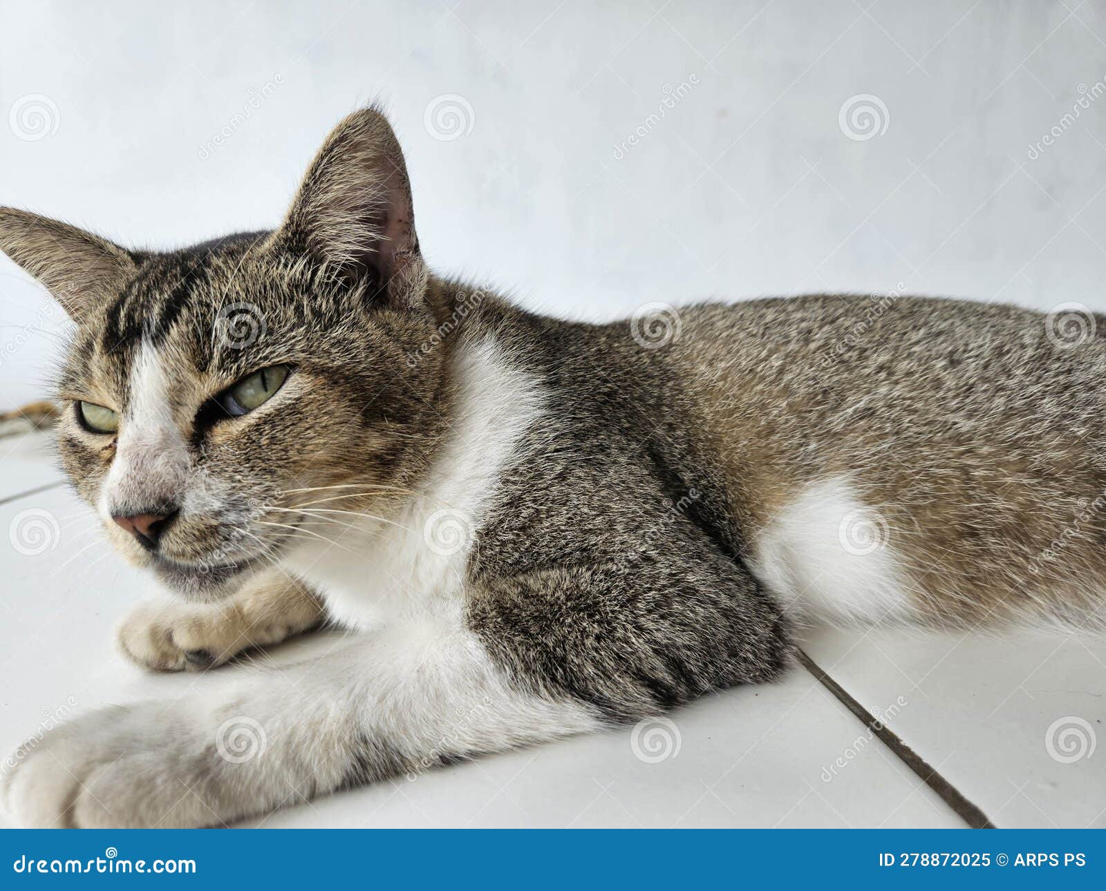 Bombastic Side-eye of an Angry Cat Stock Image - Image of side ...
