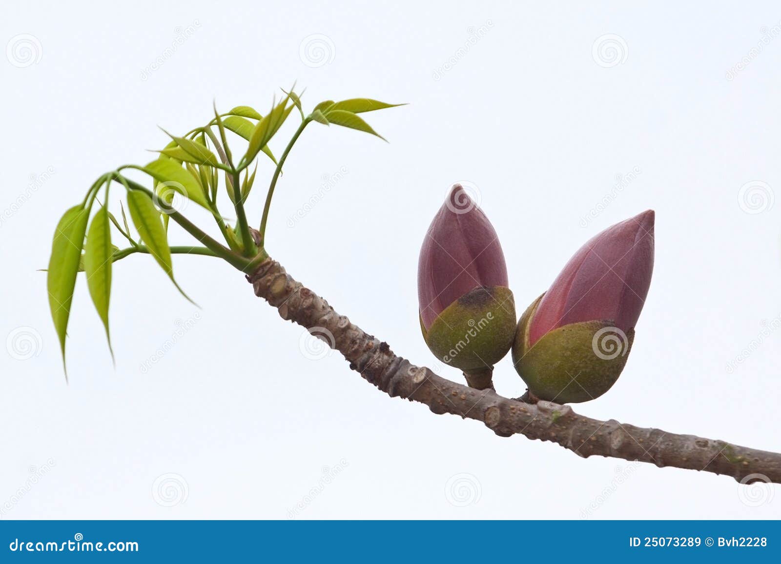 Bombax stock image. Image of flora, peach, luck, bloom - 25073289