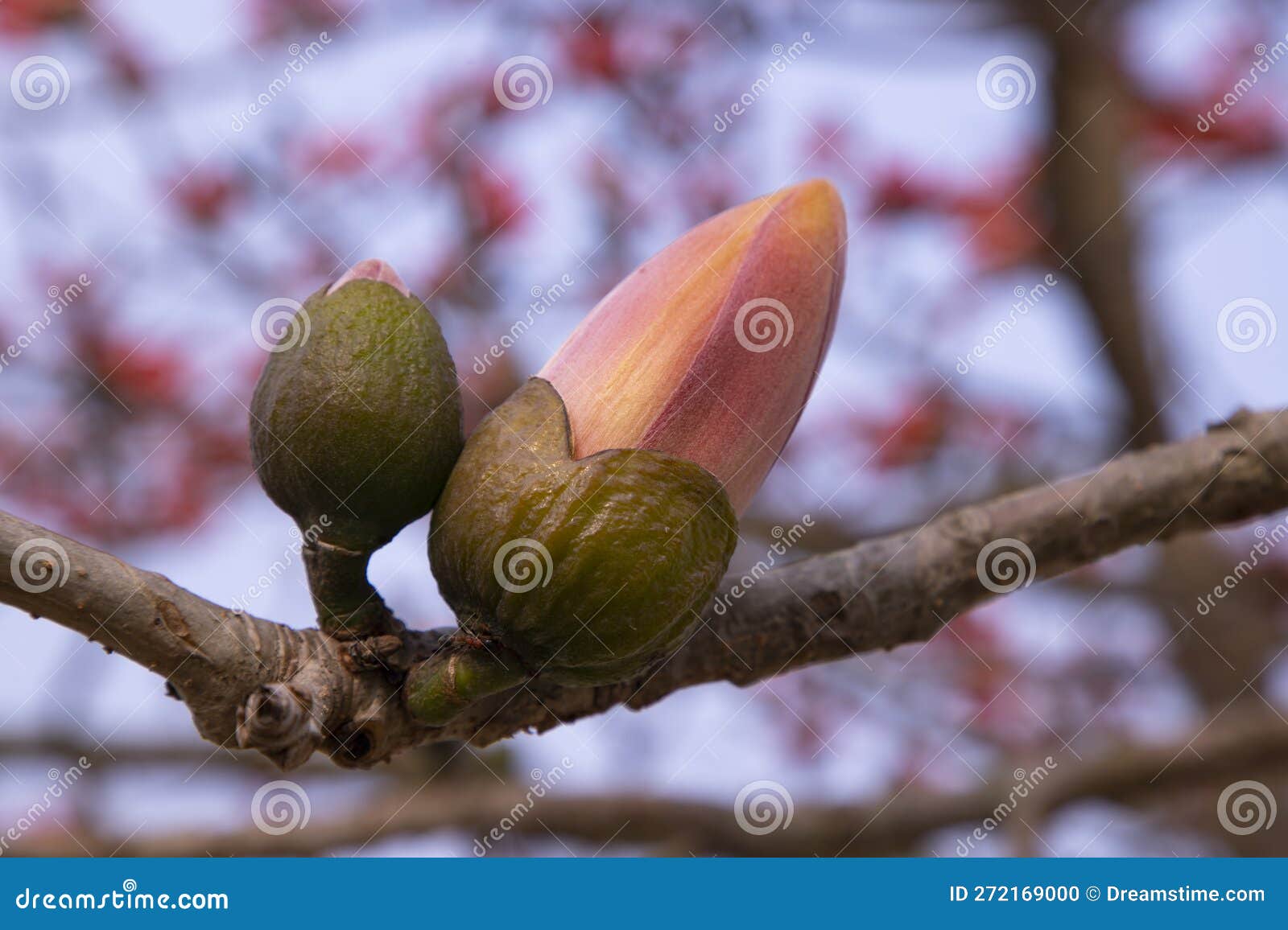 Bombax Buds of a Tree with Flowers on a Background of Blue Sky Stock ...