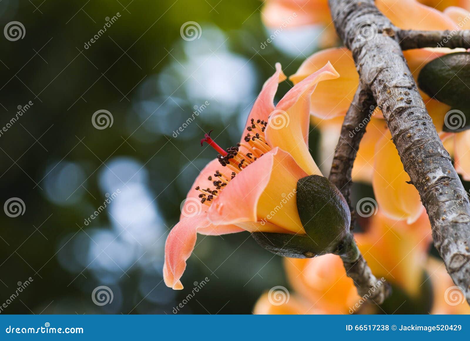 Bombax Ceiba stockfoto. Bild von blühen, kapok, betrieb - 66517238