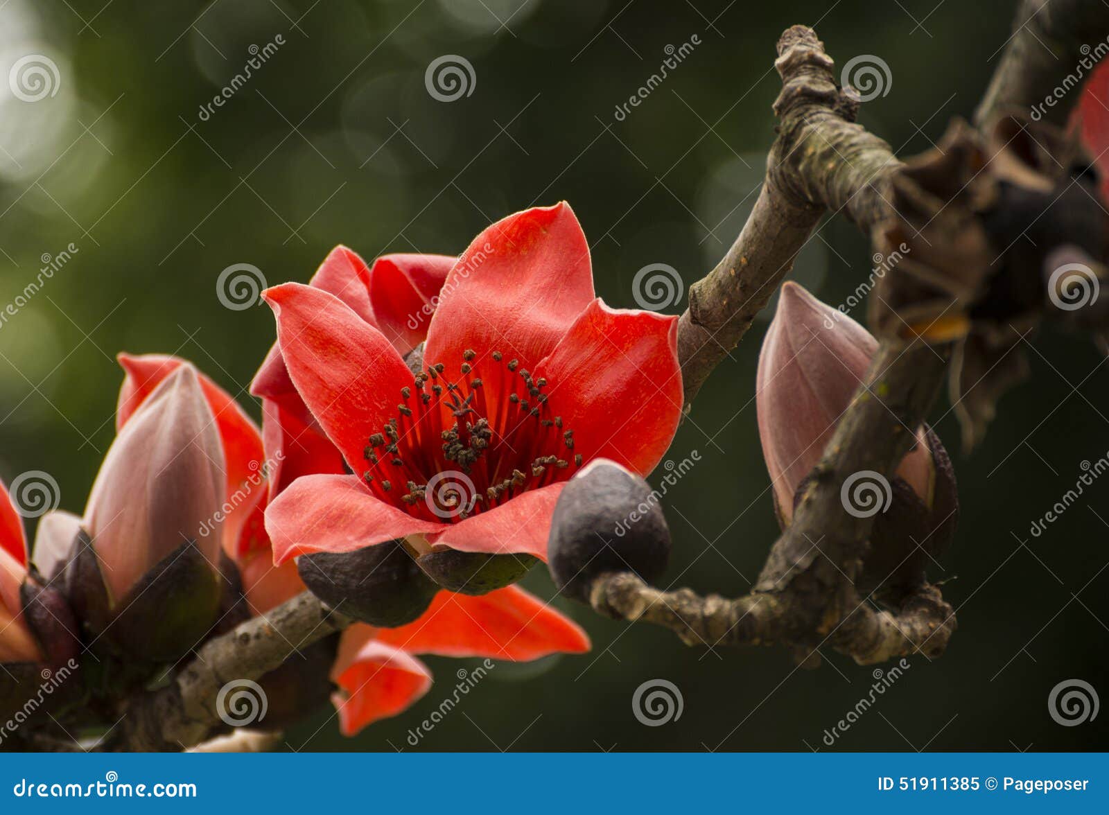 Bombax Ceiba, Salmalia Malabarica, Bombax Malabaricum, Kapok Tree Stock ...