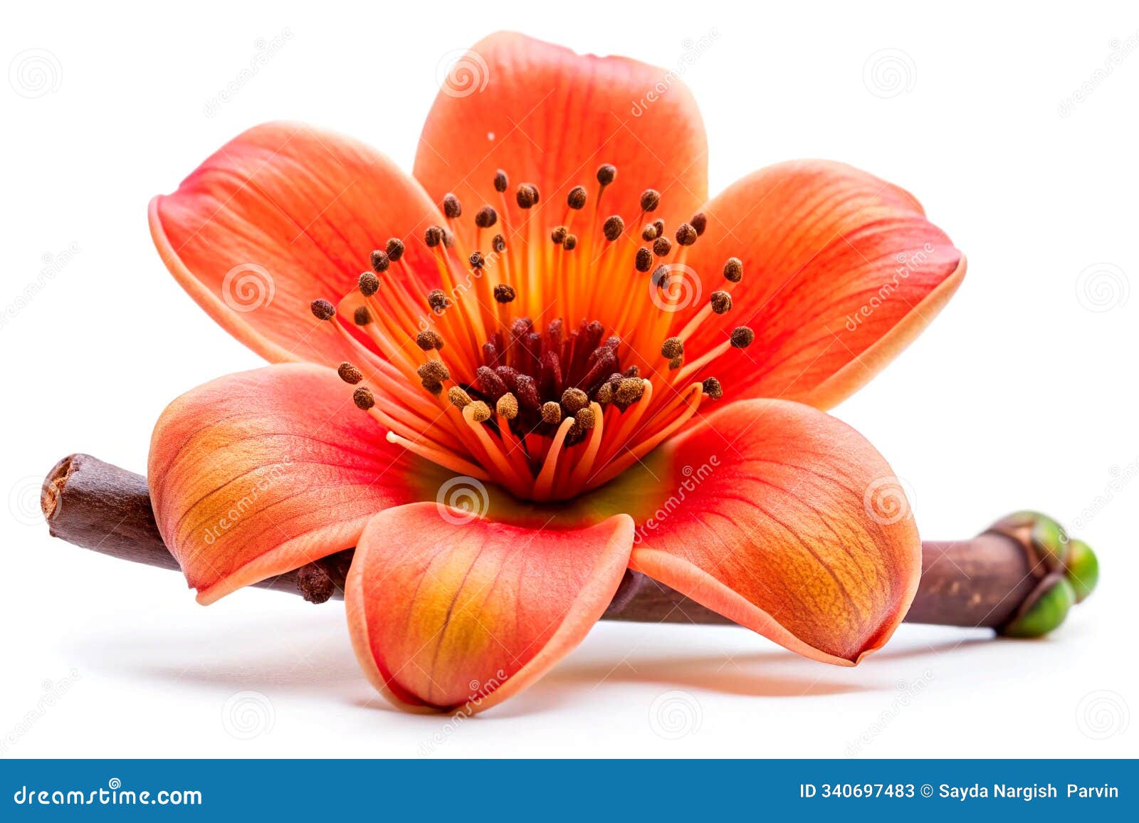 Bright Red Bombax Flowers On A Dark Background Cartoon Vector ...