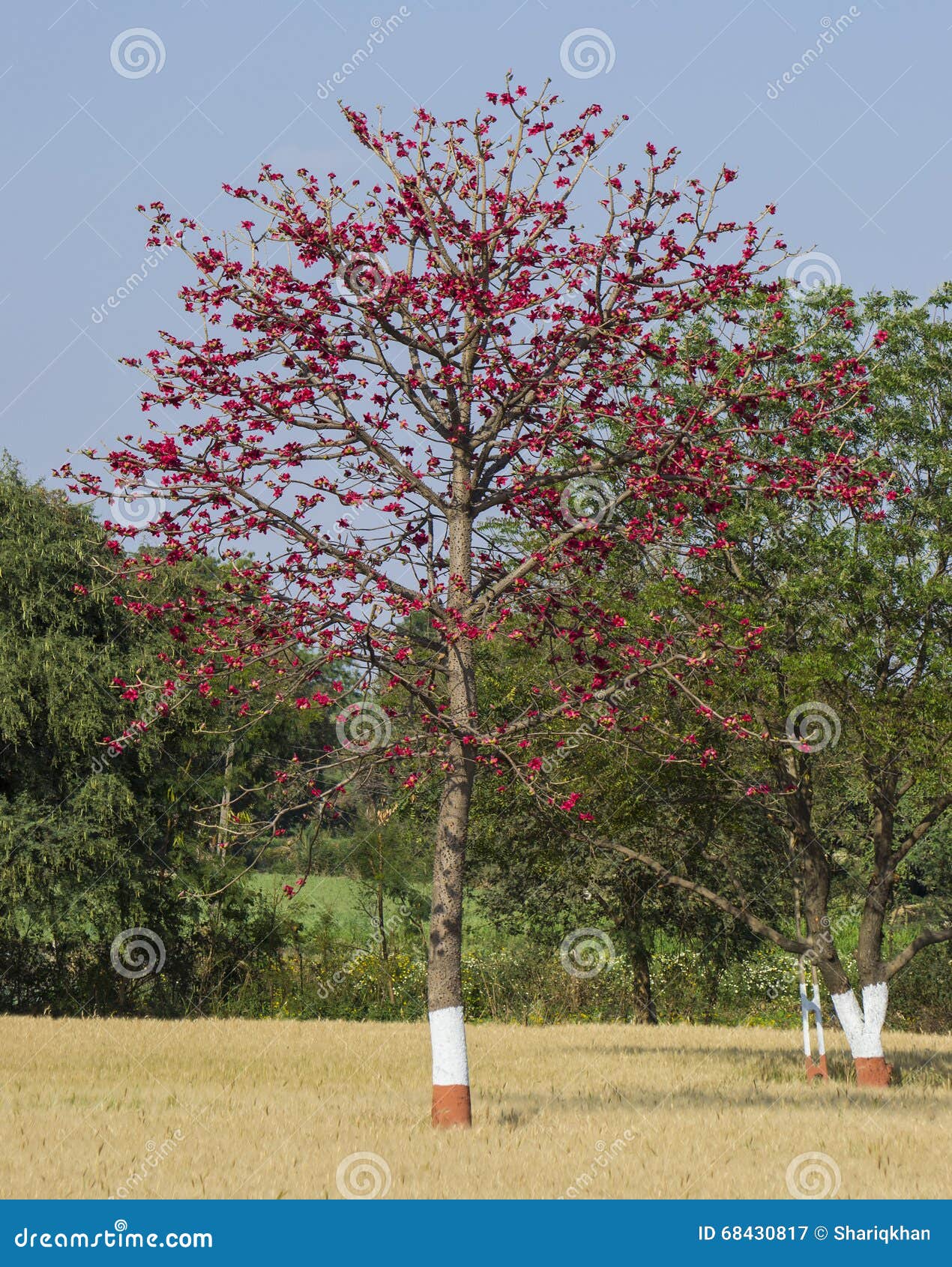 Bombax Ceiba On White Stock Photography | CartoonDealer.com #44560742