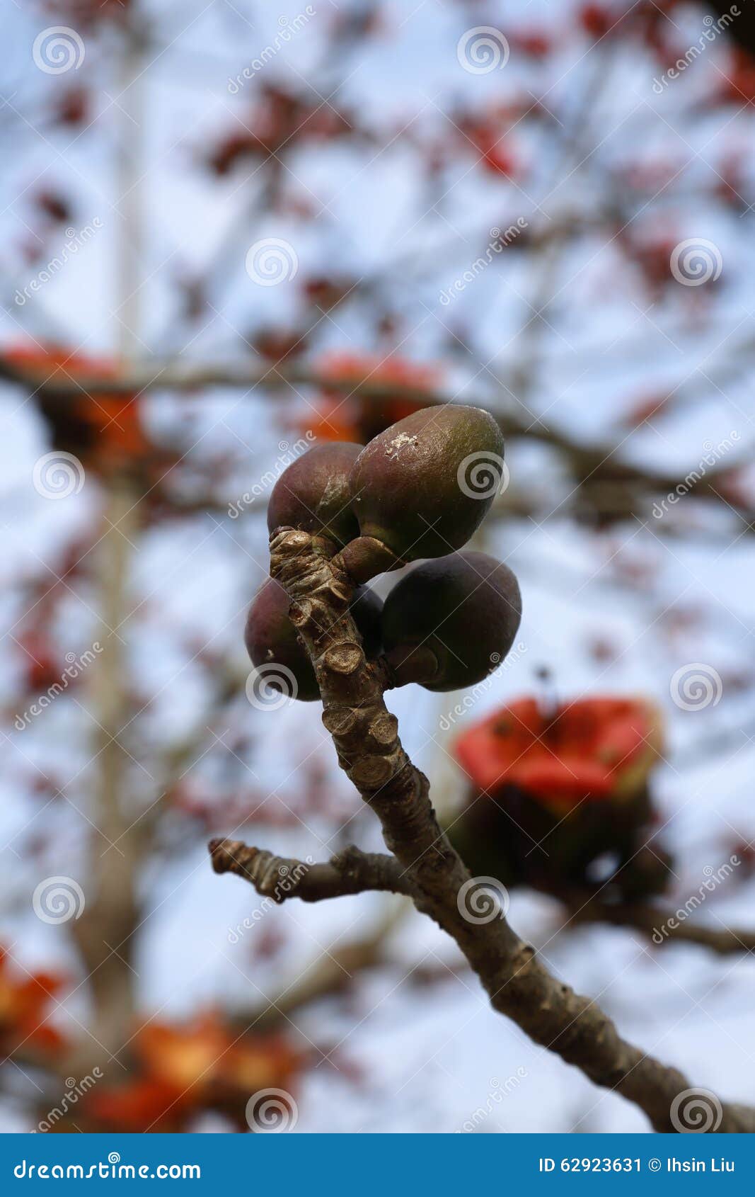 Bombax ceiba stock image. Image of travel, fresh, tainan - 62923631