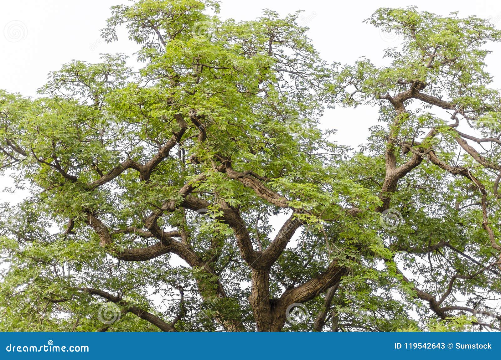 Bombax ceiba tree stock image. Image of spring, tree - 119542643