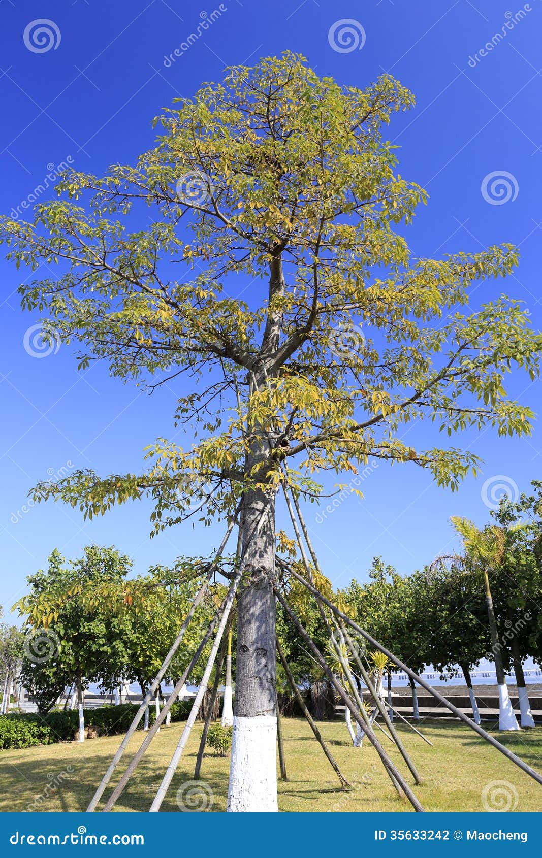 Bombax ceiba tree stock photo. Image of background, nature - 35633242