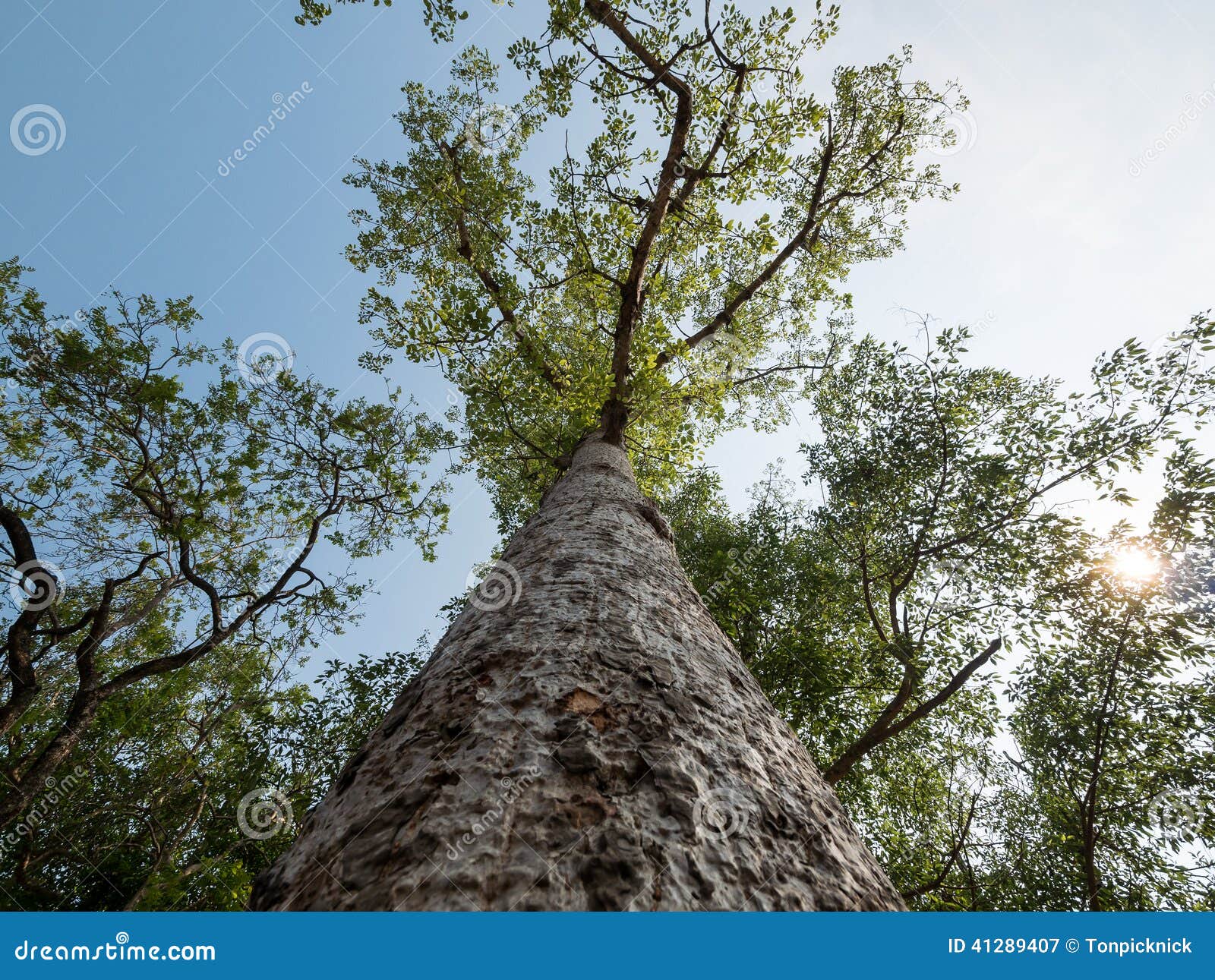 Bombax ceiba tree stock image. Image of nature, ceiba - 41289407
