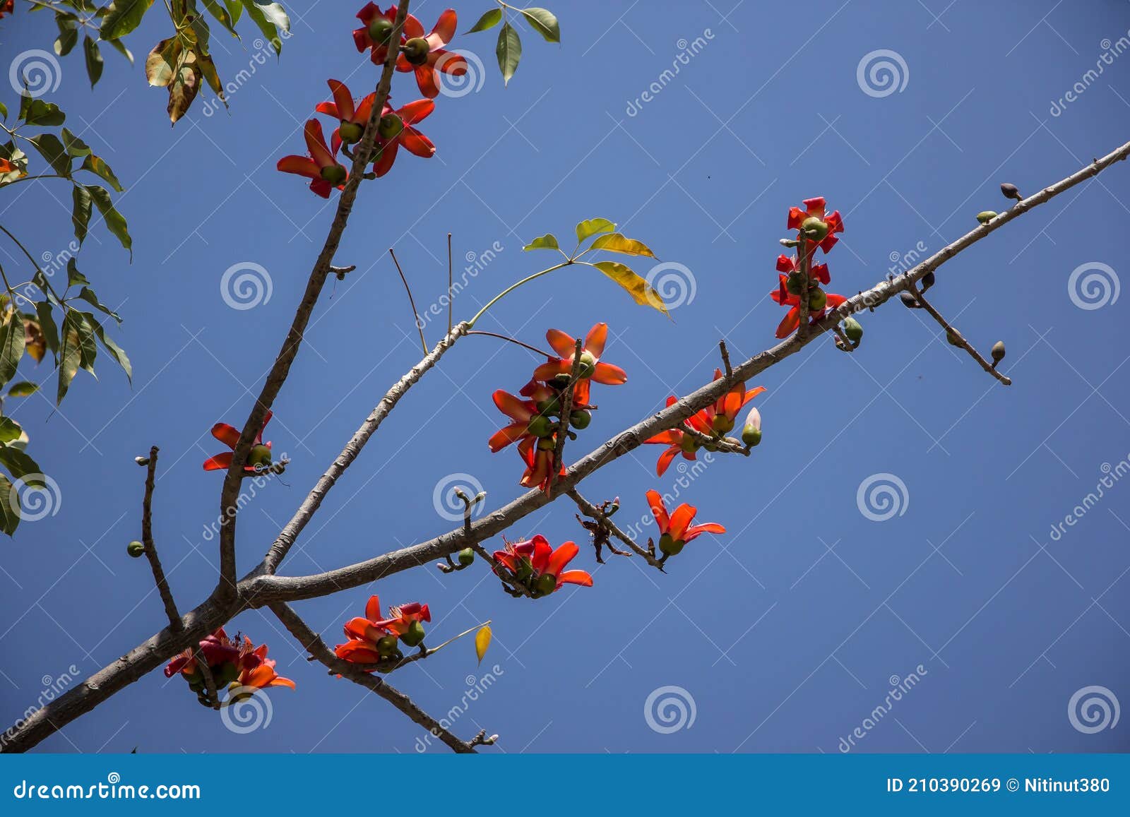 Bombax ceiba tree stock image. Image of tropical, thorn - 210390269