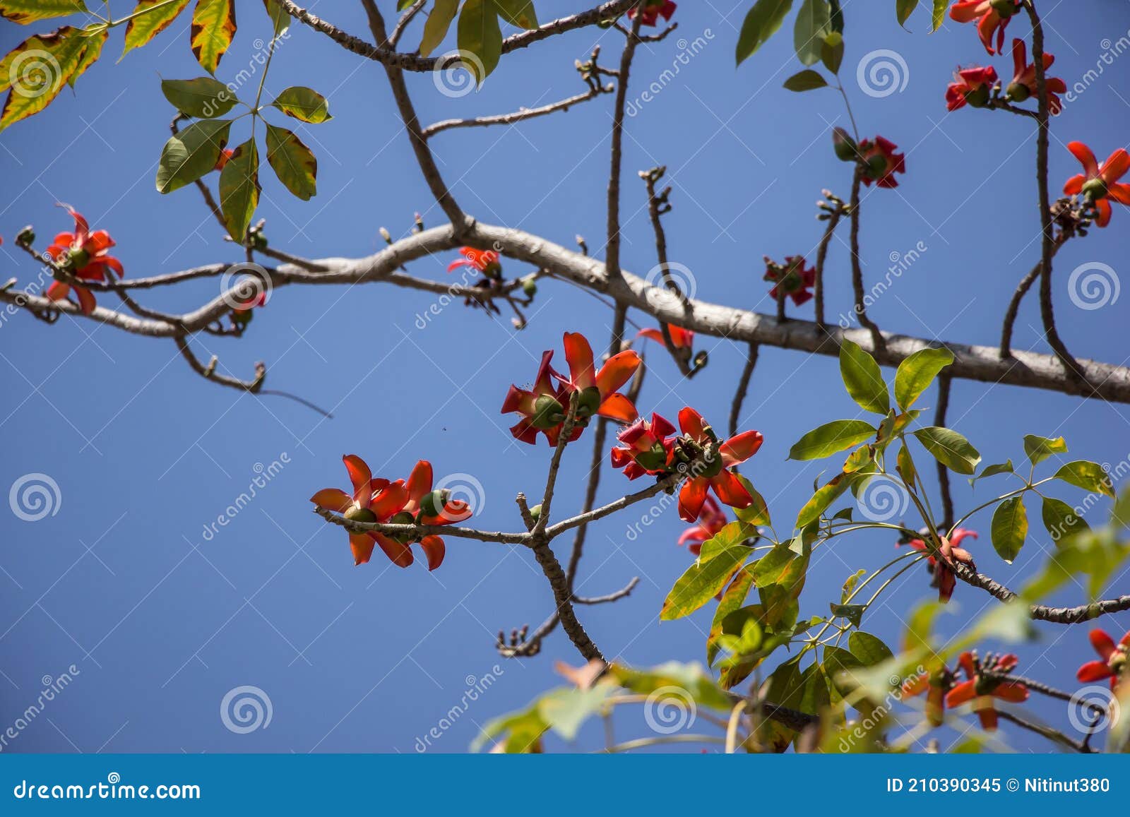 Bombax ceiba tree stock image. Image of fresh, tropical - 210390345