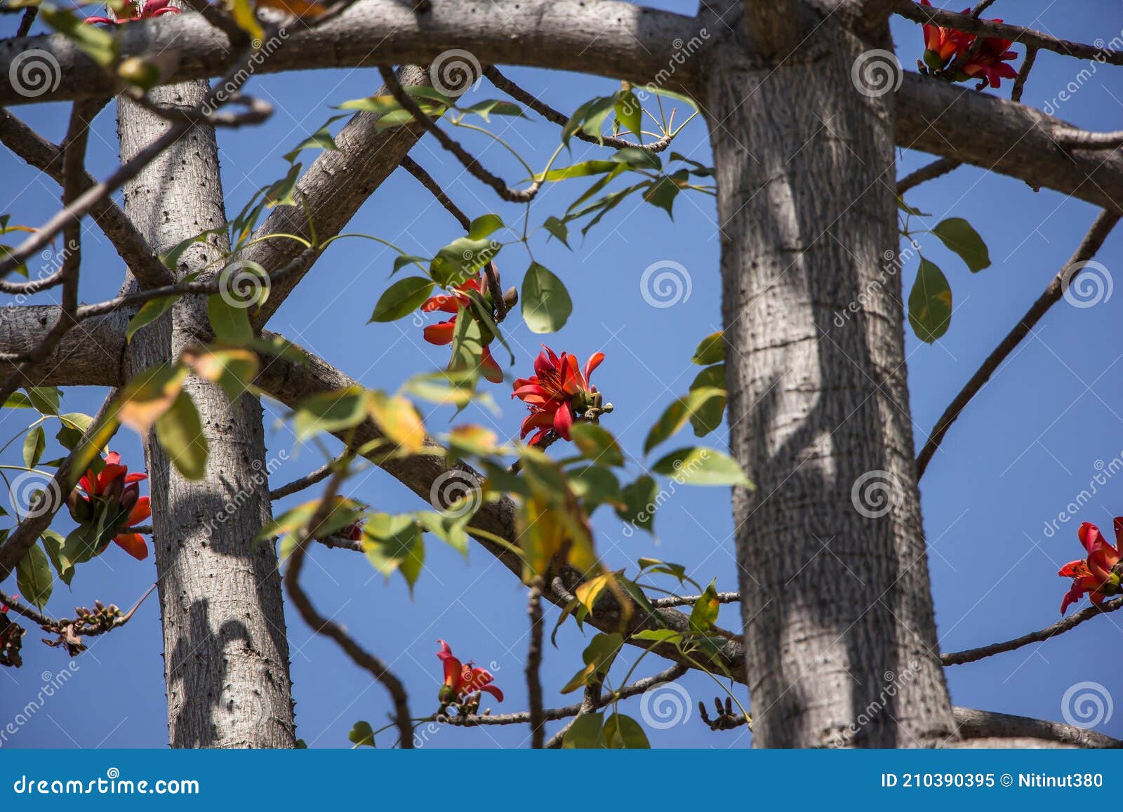 Bombax ceiba tree stock image. Image of blossom, asian - 210390395