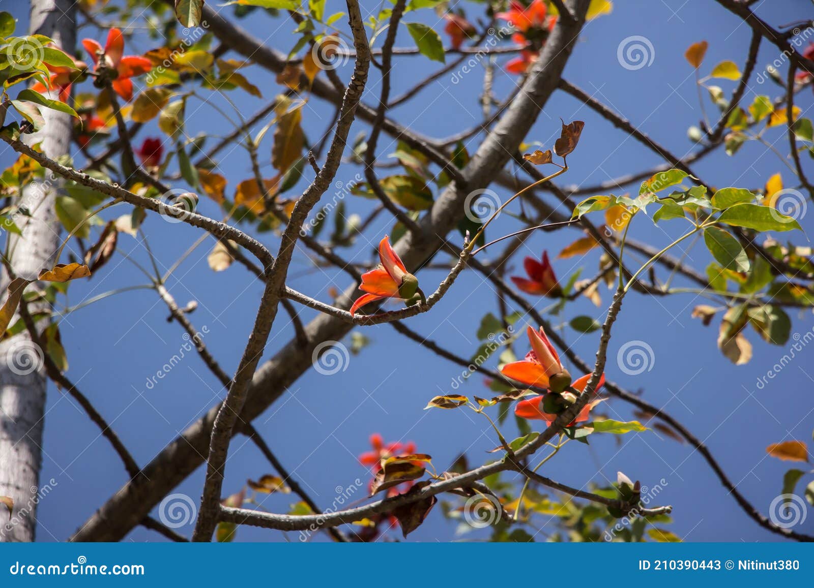 Bombax ceiba tree stock image. Image of blossom, ceiba - 210390443