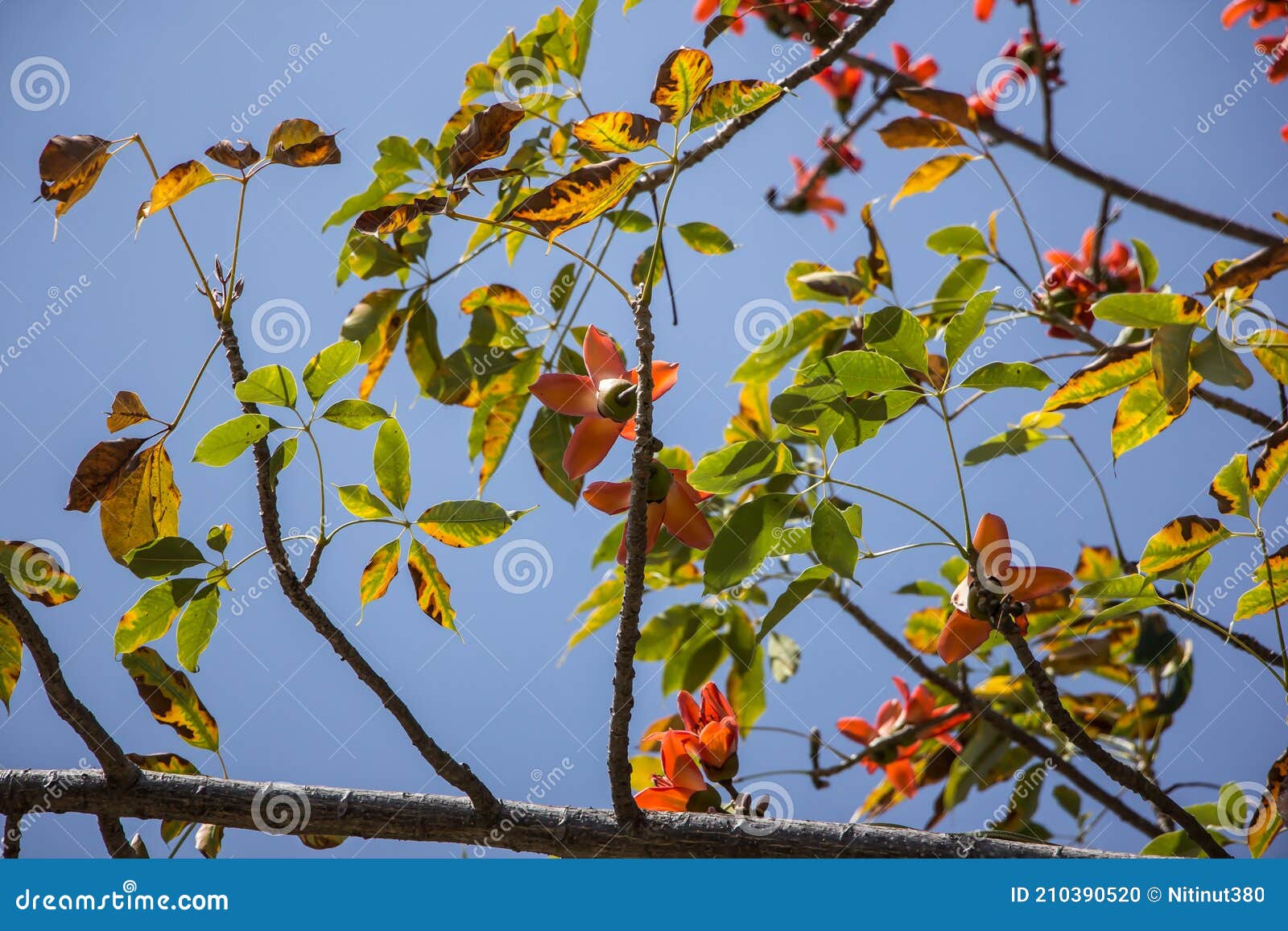Bombax ceiba tree stock photo. Image of plant, blossom - 210390520