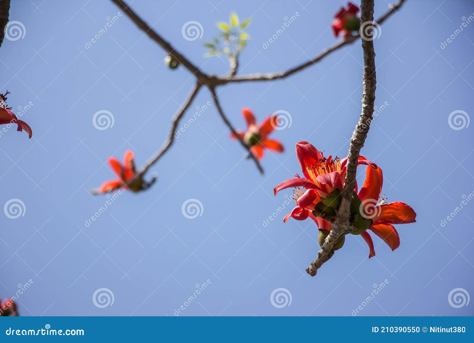 Bombax ceiba tree stock photo. Image of fresh, kapok - 210390550