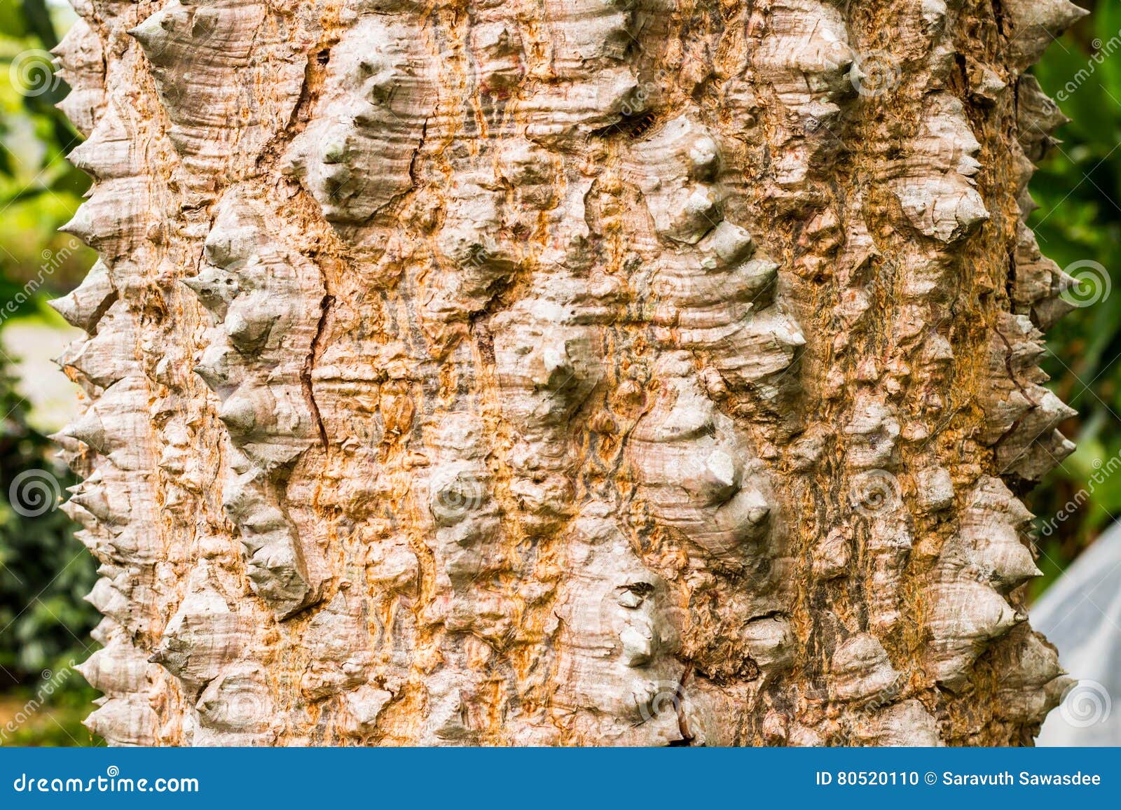 Bombax ceiba tree stock photo. Image of closeup, nature - 80520110