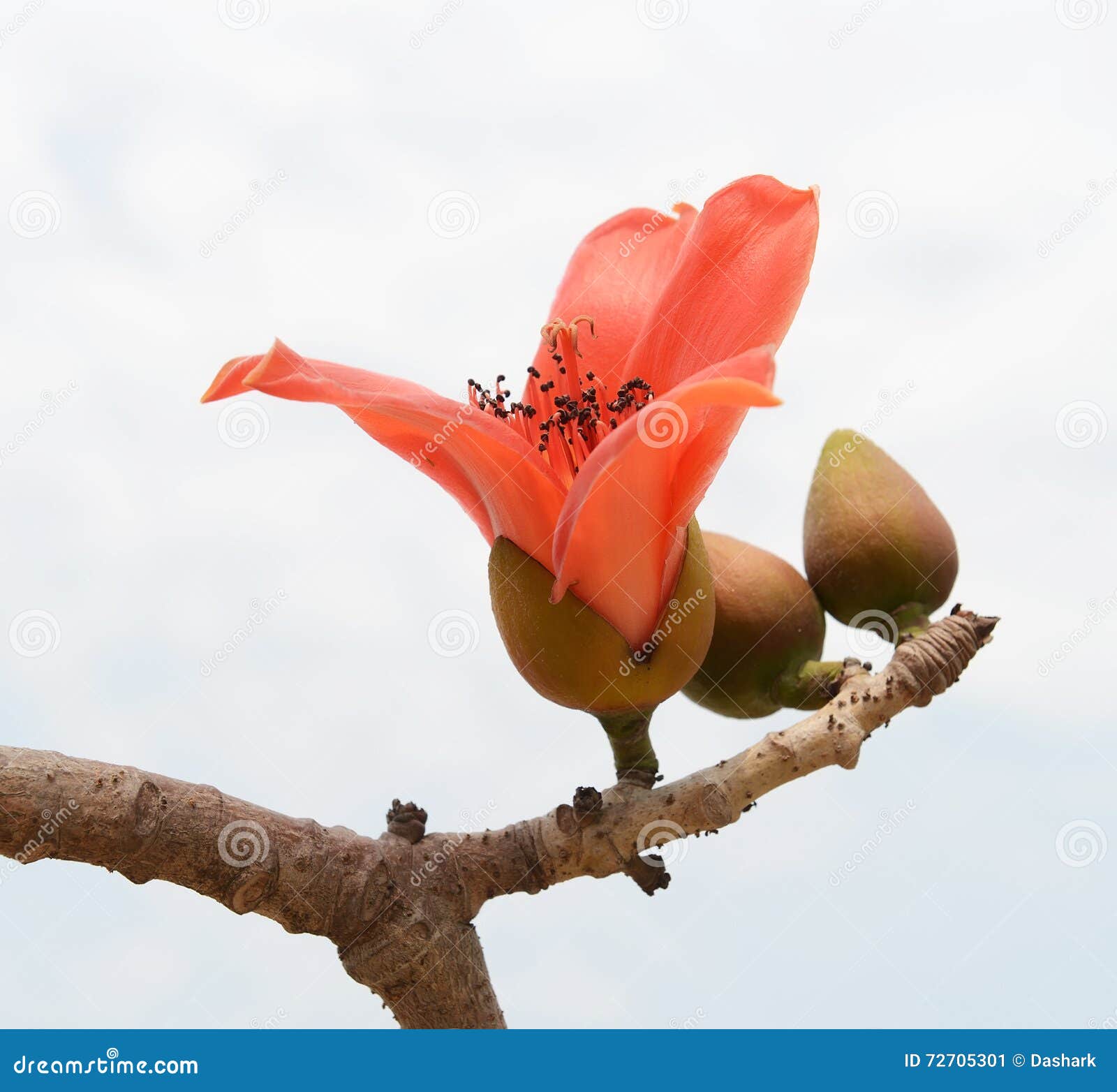 Bombax Ceiba Tree Stock Photography | CartoonDealer.com #80520110