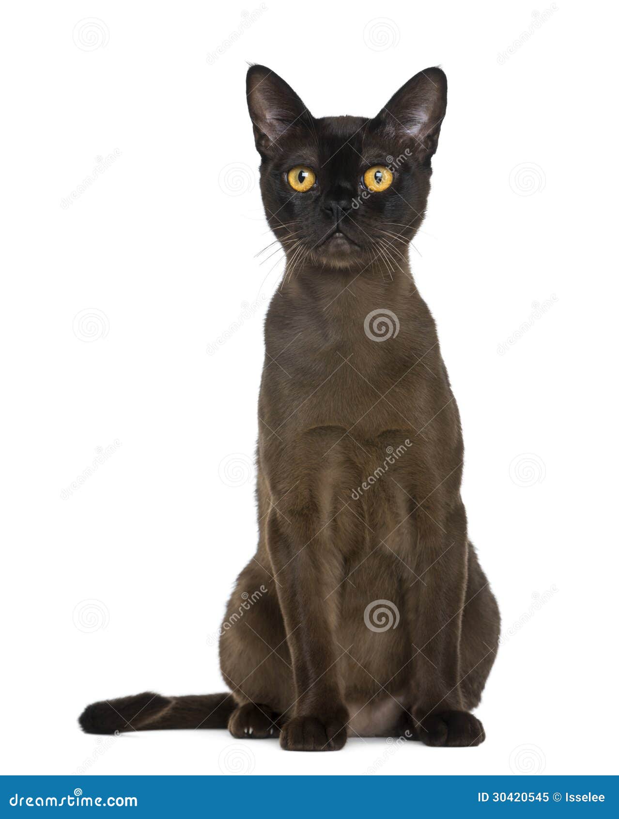 Bombay Mix Stock Photo | CartoonDealer.com #13233756