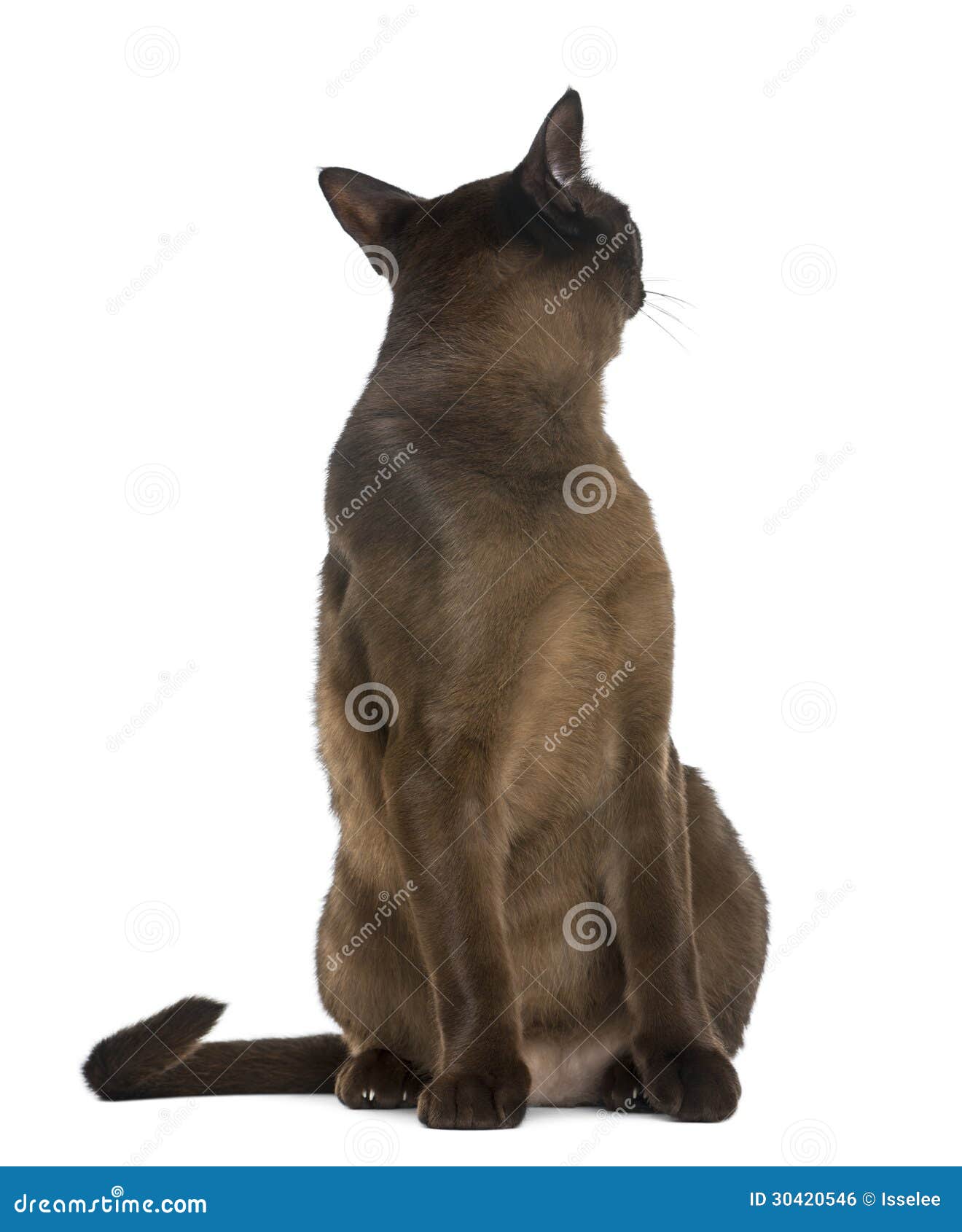 Bombay Cat Sitting and Looking Backwards Stock Photo - Image of people ...