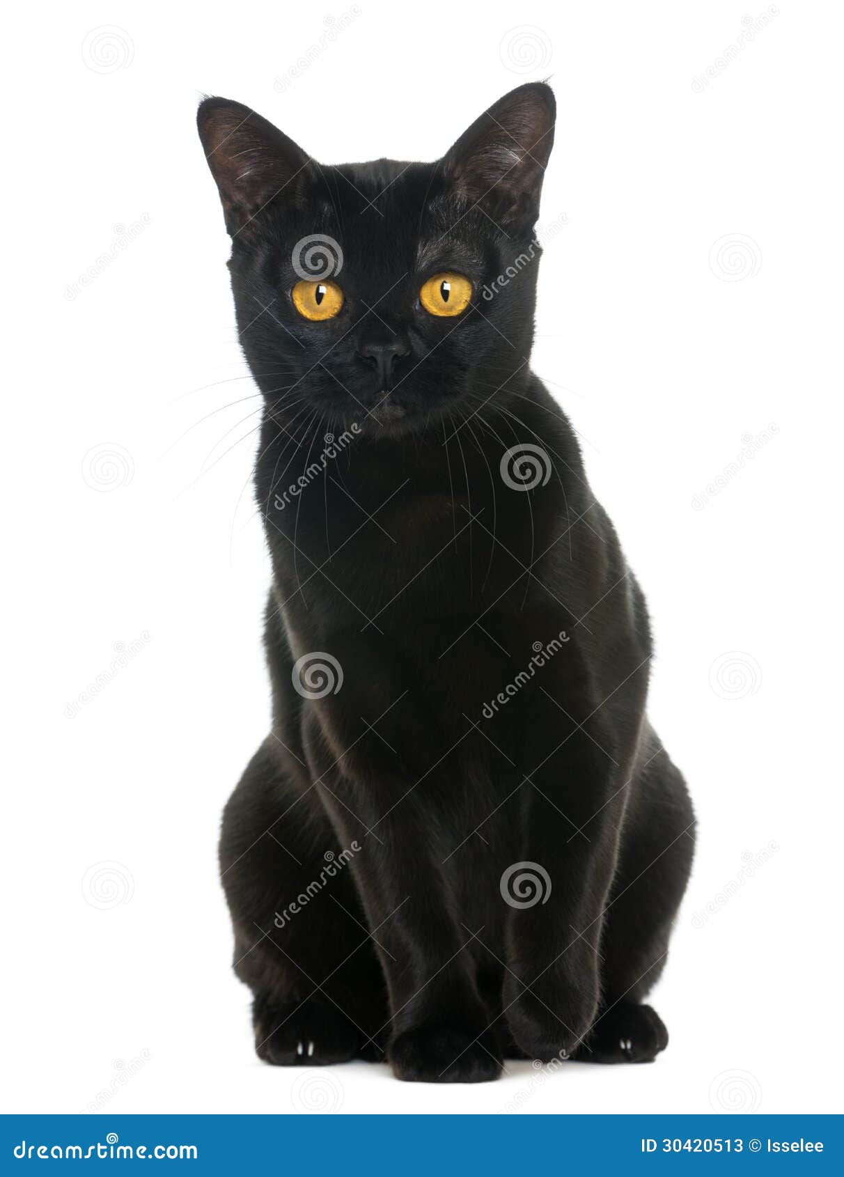 Bombay Mix Stock Photo | CartoonDealer.com #13233756