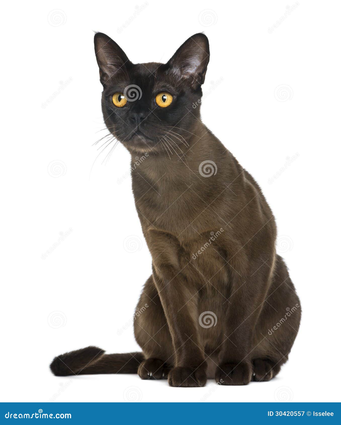 Bombay Cat Sitting And Looking Up Royalty Free Stock Photography ...