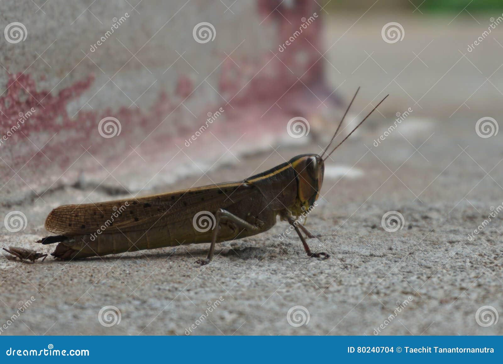 Bombay Locust Grasshopper stock photo. Image of brown - 80240704