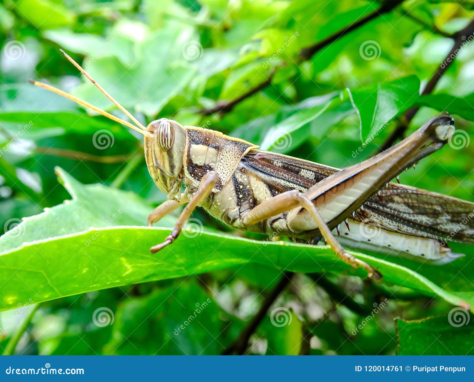 Bombay Locust, Ensiferum And Silkworms, Fried. Stock Photo ...