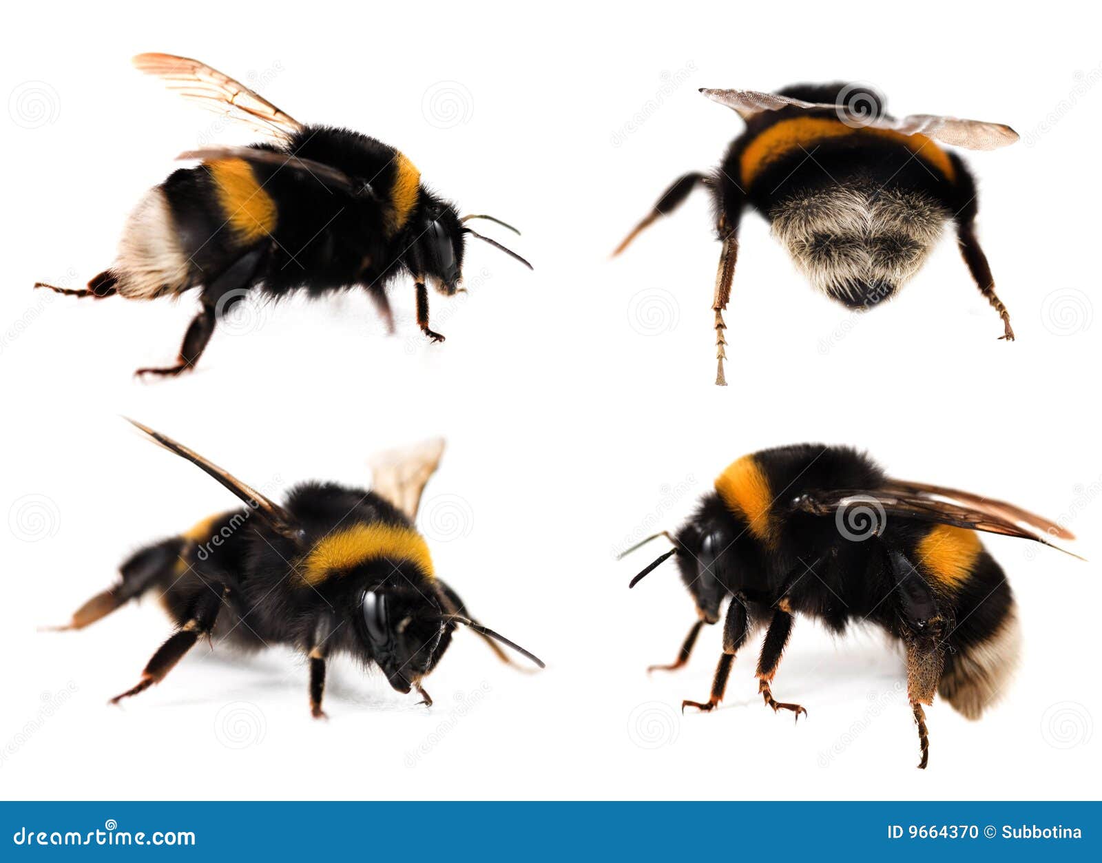 2,079 Bombi Foto - Foto Stock Gratis e Royalty-Free da Dreamstime