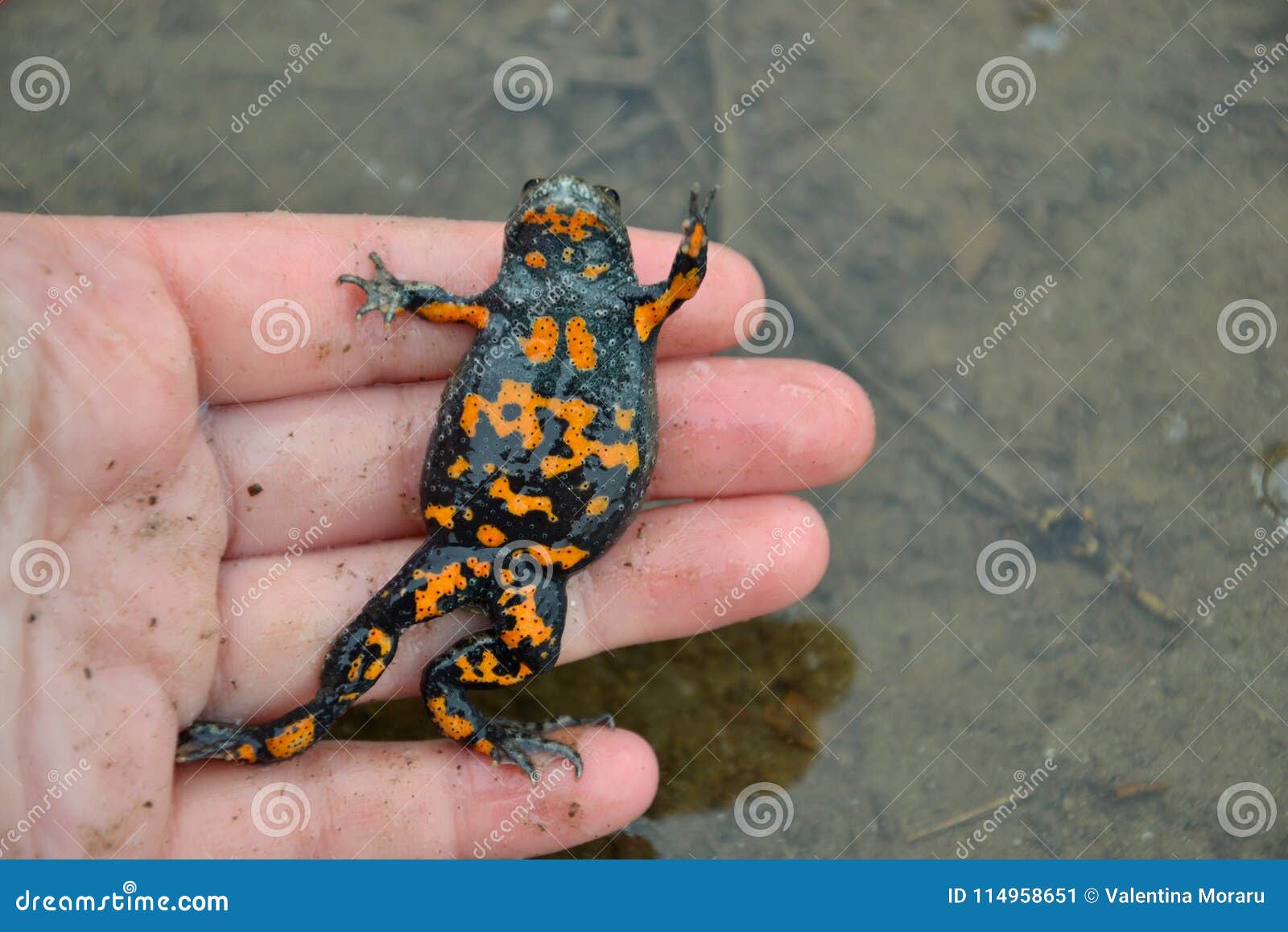 Bombina bombina stock image. Image of lake, creature - 114958651