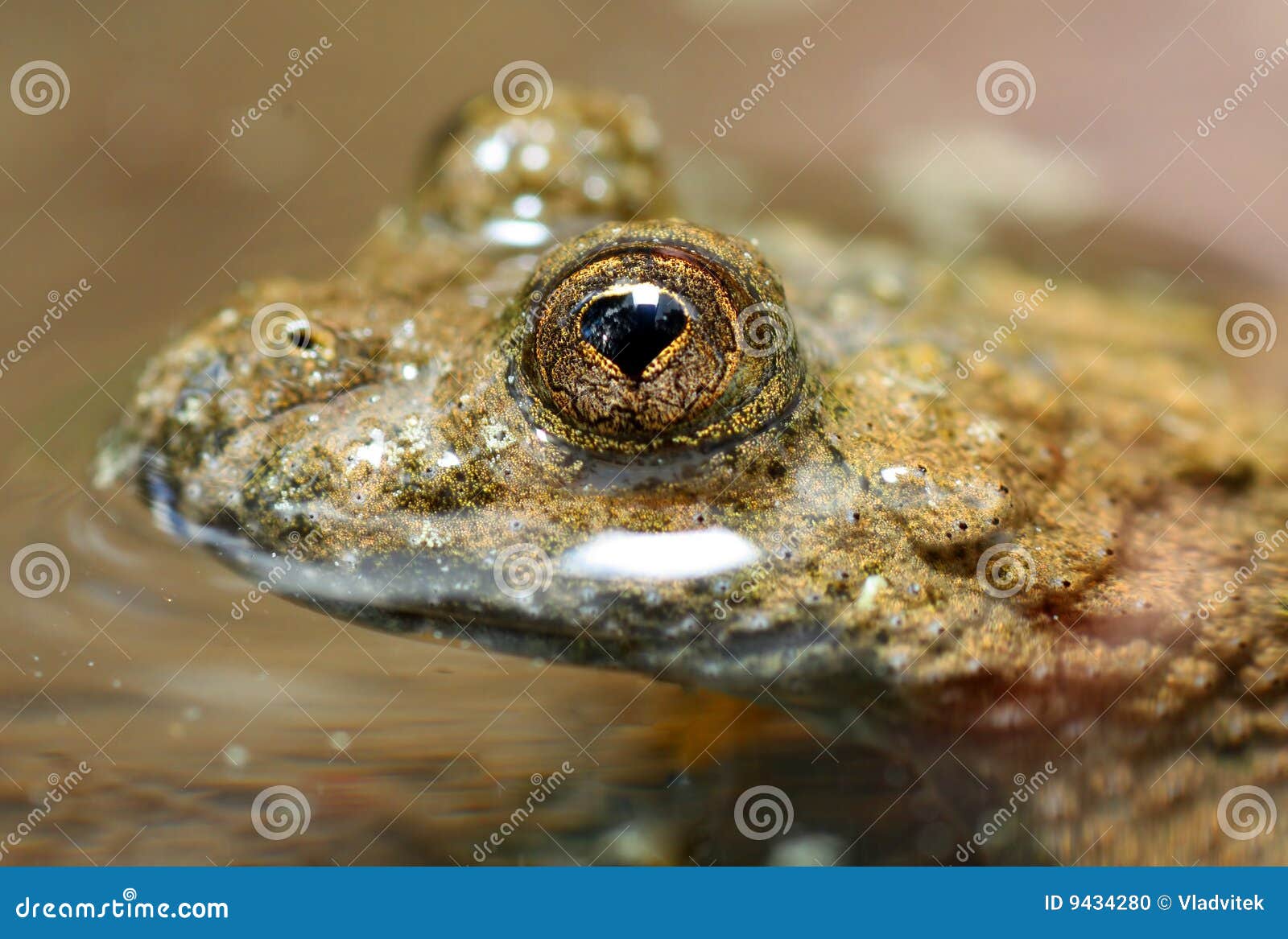 Bombina variegata eye stock photo. Image of frog, green - 9434280