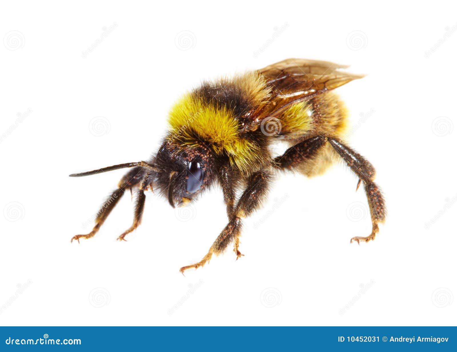 Bombo immagine stock. Immagine di macro, isolato, lanuginoso - 10452031