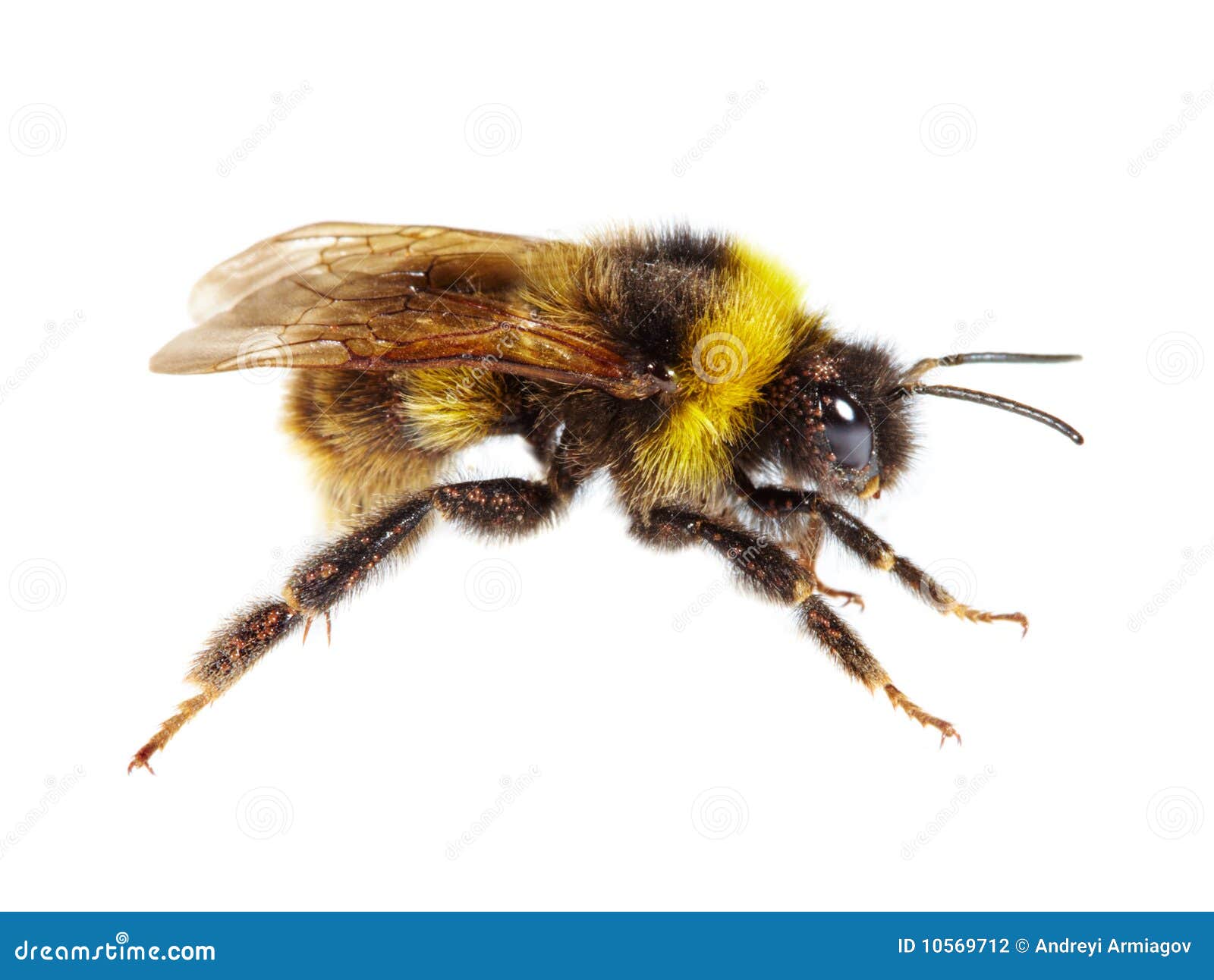 Bombo fotografia stock. Immagine di nave, animale, antenna - 10569712