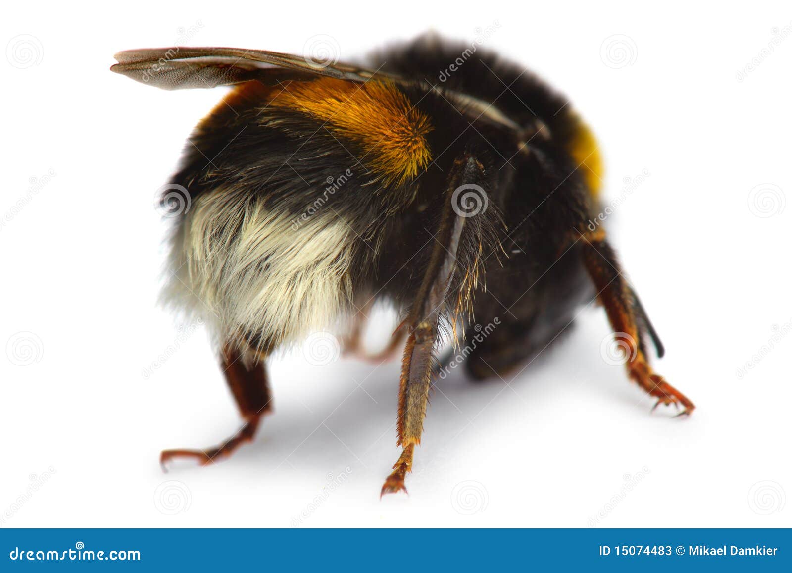 Bombo immagine stock. Immagine di bombo, insetto, macro - 15074483