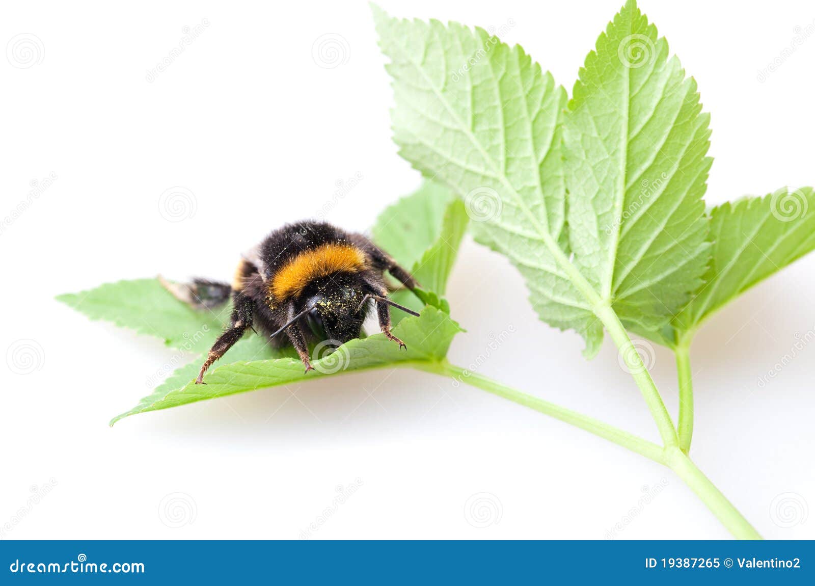 Bombo immagine stock. Immagine di foglio, insetto, macro - 19387265