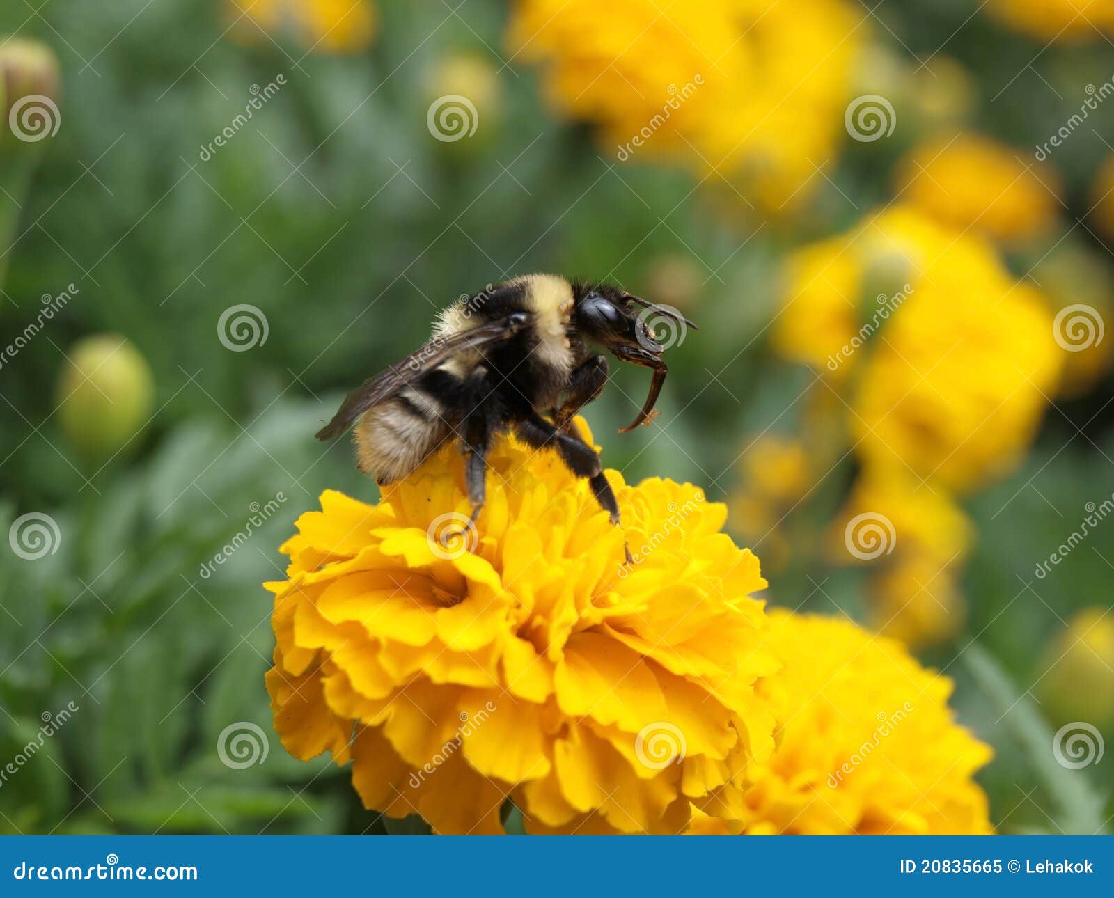 Bombo immagine stock. Immagine di chiusura, foglio, striato - 20835665