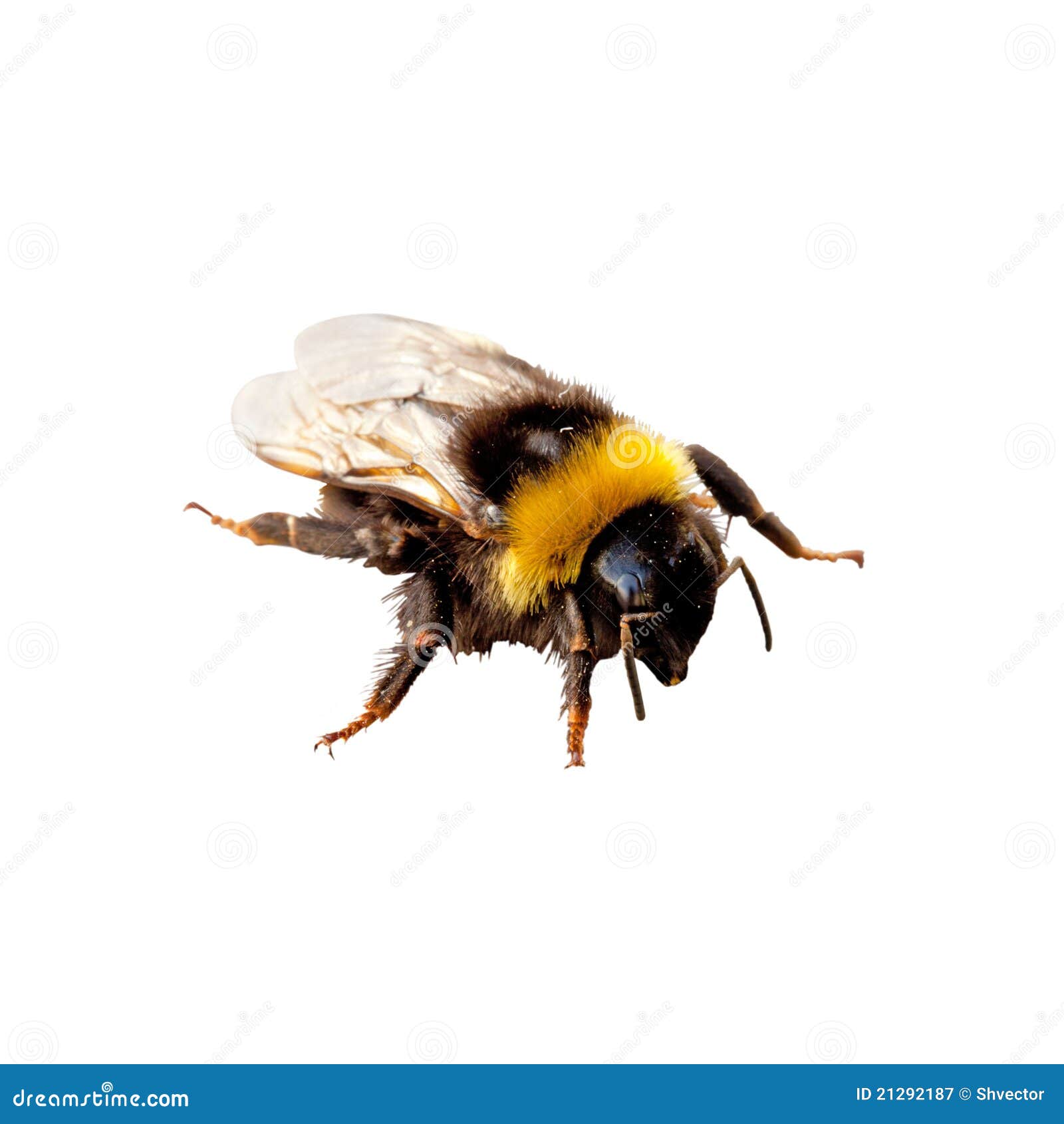 Bombo immagine stock. Immagine di arancione, nave, dorato - 21292187