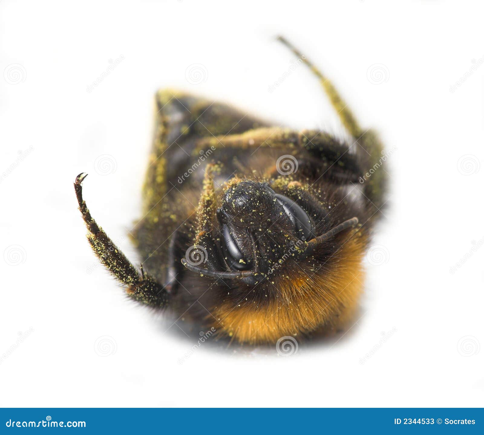 Bombo immagine stock. Immagine di stagioni, duro, dolce - 2344533