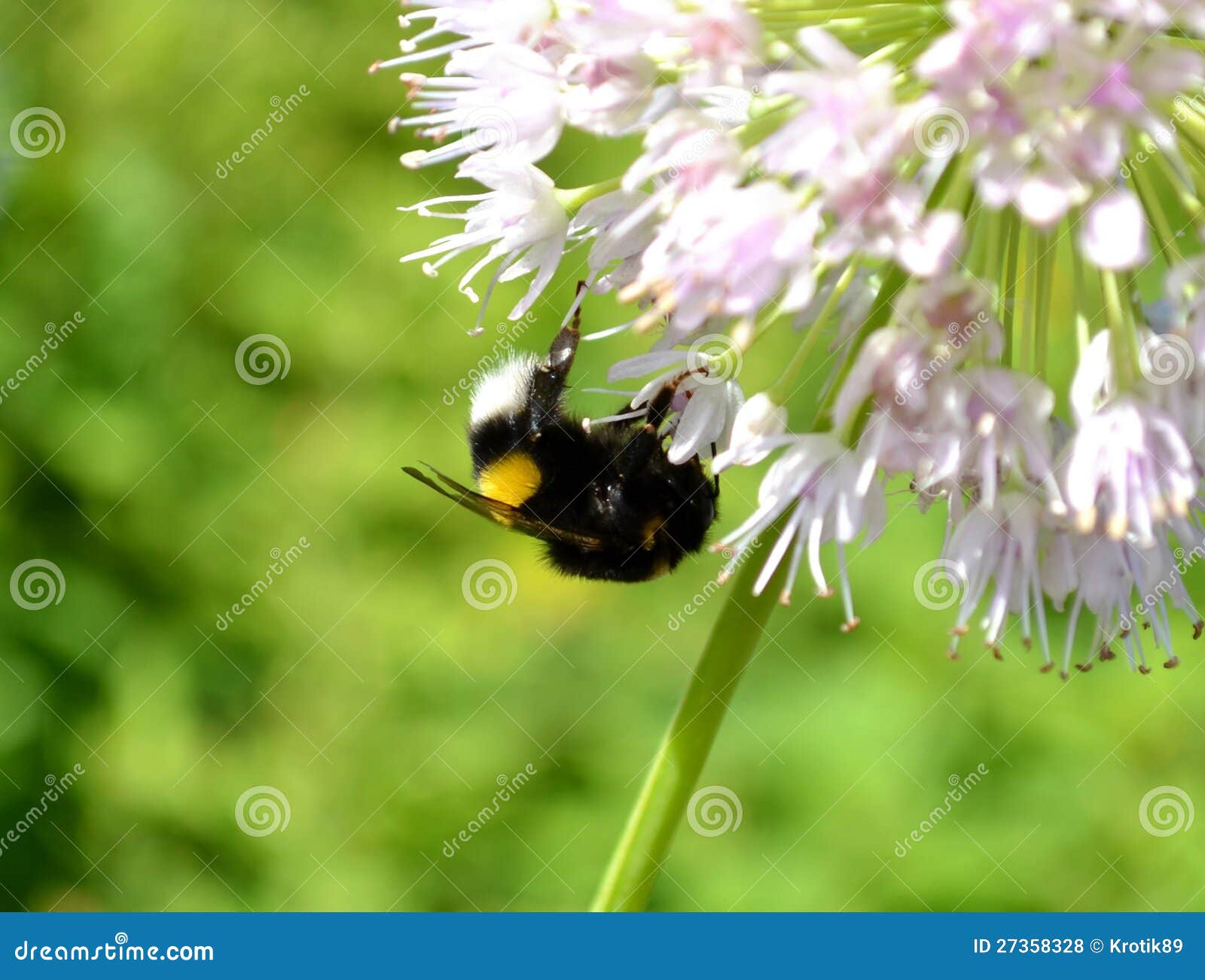 Bombo fotografia stock. Immagine di insetto, bombo, verde - 27358328