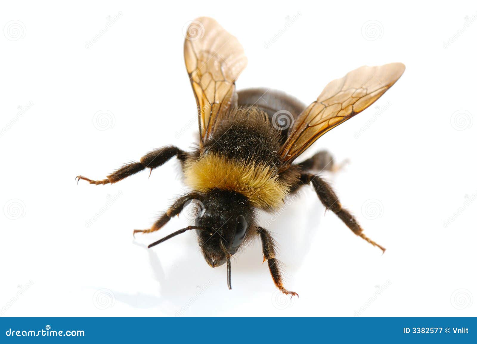 Bombo immagine stock. Immagine di mosca, estate, pianta - 3382577