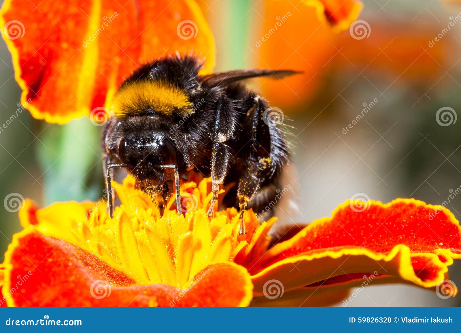 Bombo fotografia stock. Immagine di industrioso, ronzio - 59826320