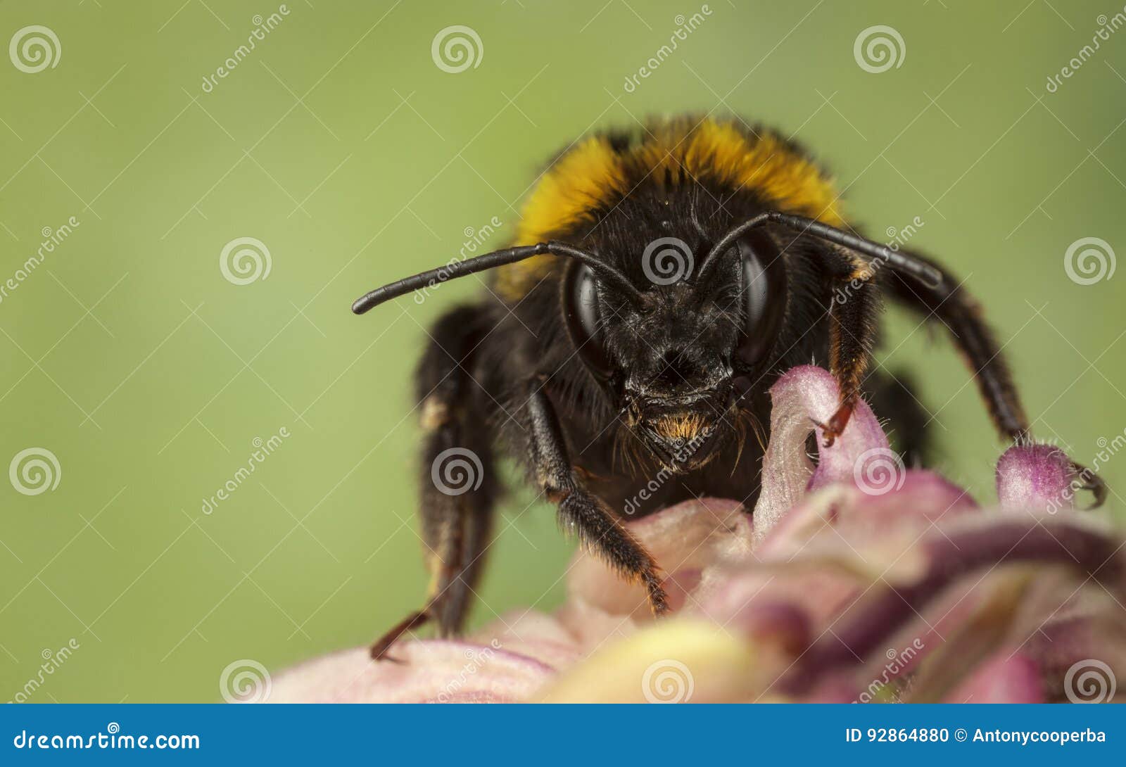 Bombo fotografia stock. Immagine di macro, nero, estate - 92864880