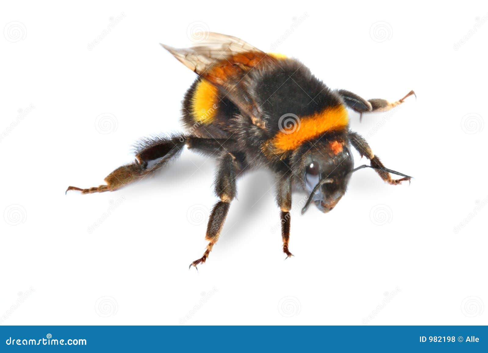 Bombo fotografia stock. Immagine di occhio, frizione, insetto - 982198