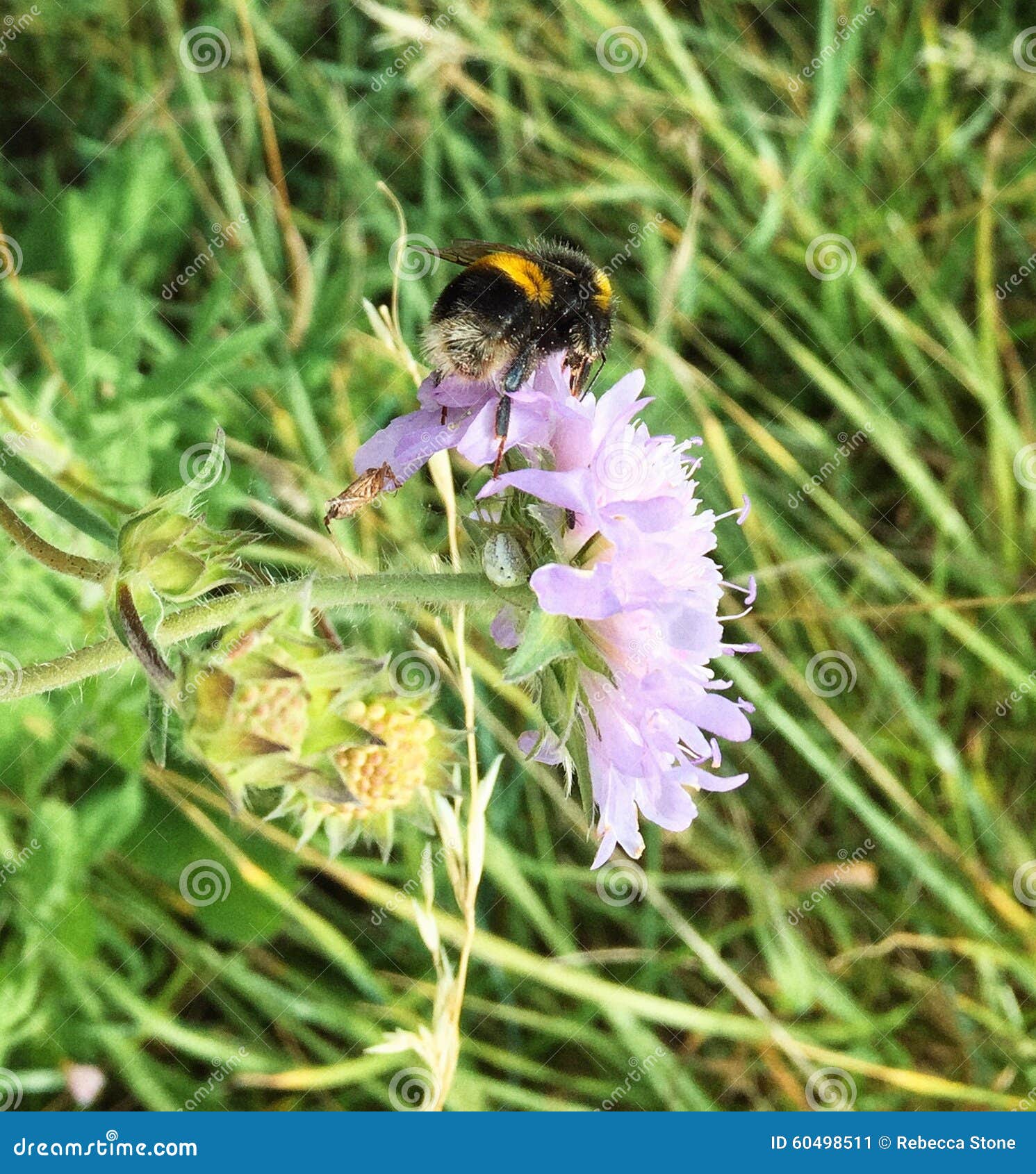 Bombo di estate immagine stock. Immagine di insetto, estate - 60498511