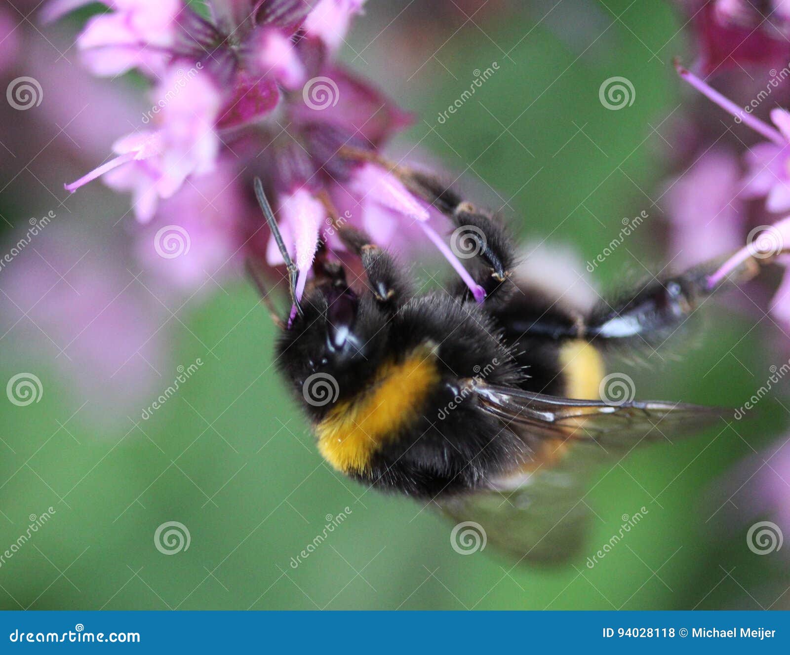 Bombo munito patito fotografia stock. Immagine di animale - 94028118