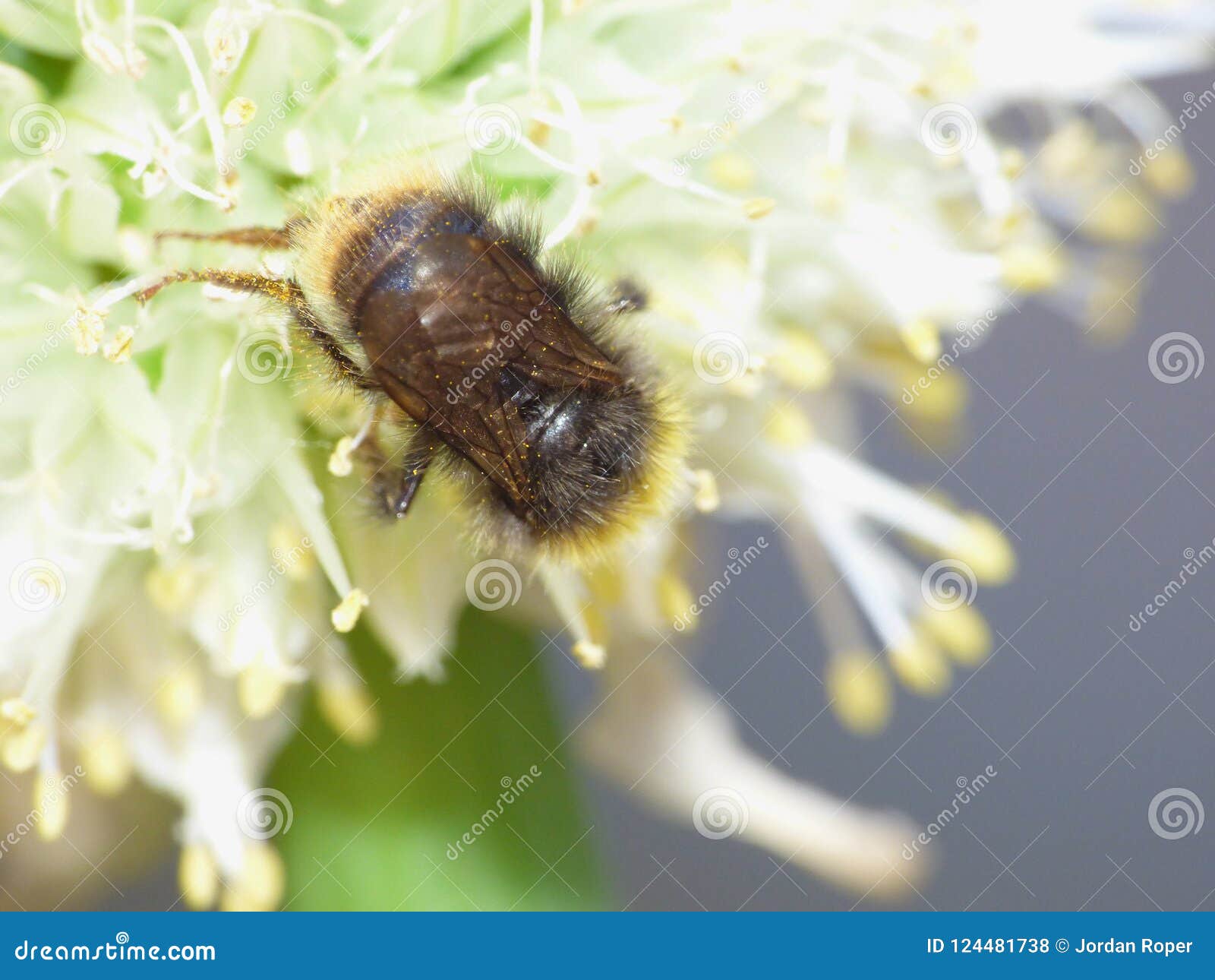 Bombo Nero Rosso-munito Sulla Cipolla Di Inverno Fotografia Stock ...