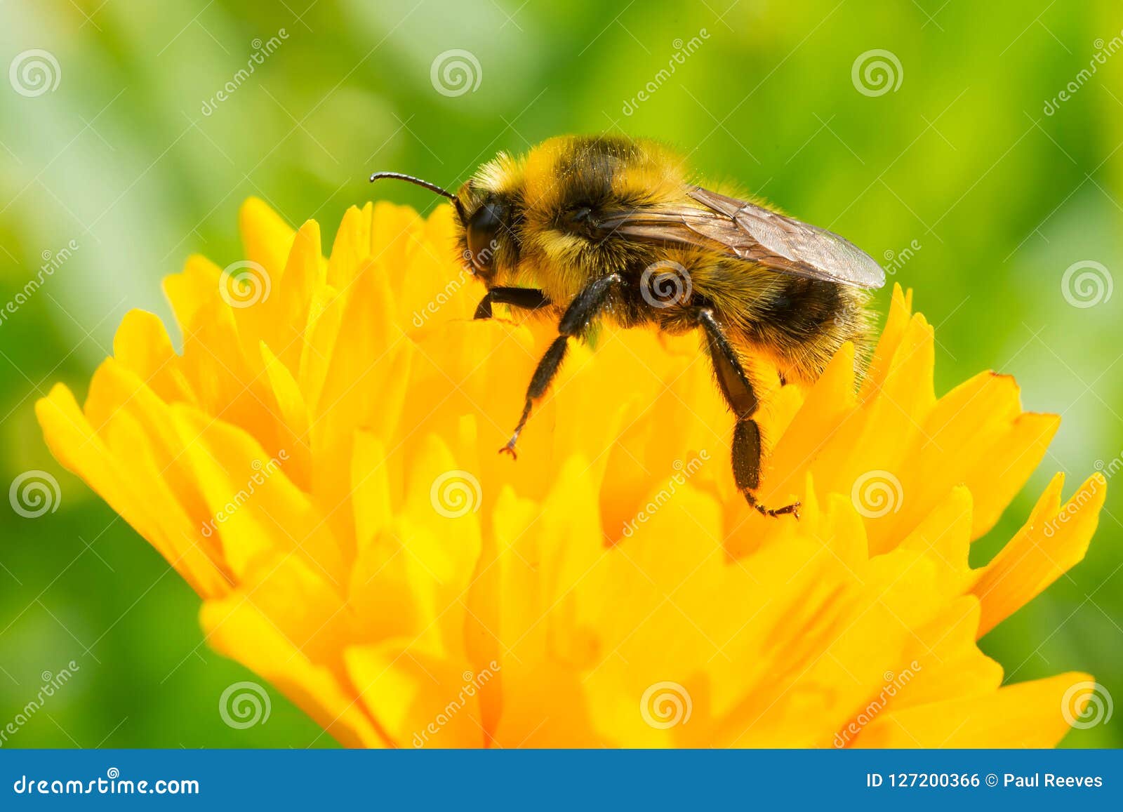 Bombo Rosso-allacciato - Rufocinctus Del Bombus Fotografia Stock ...