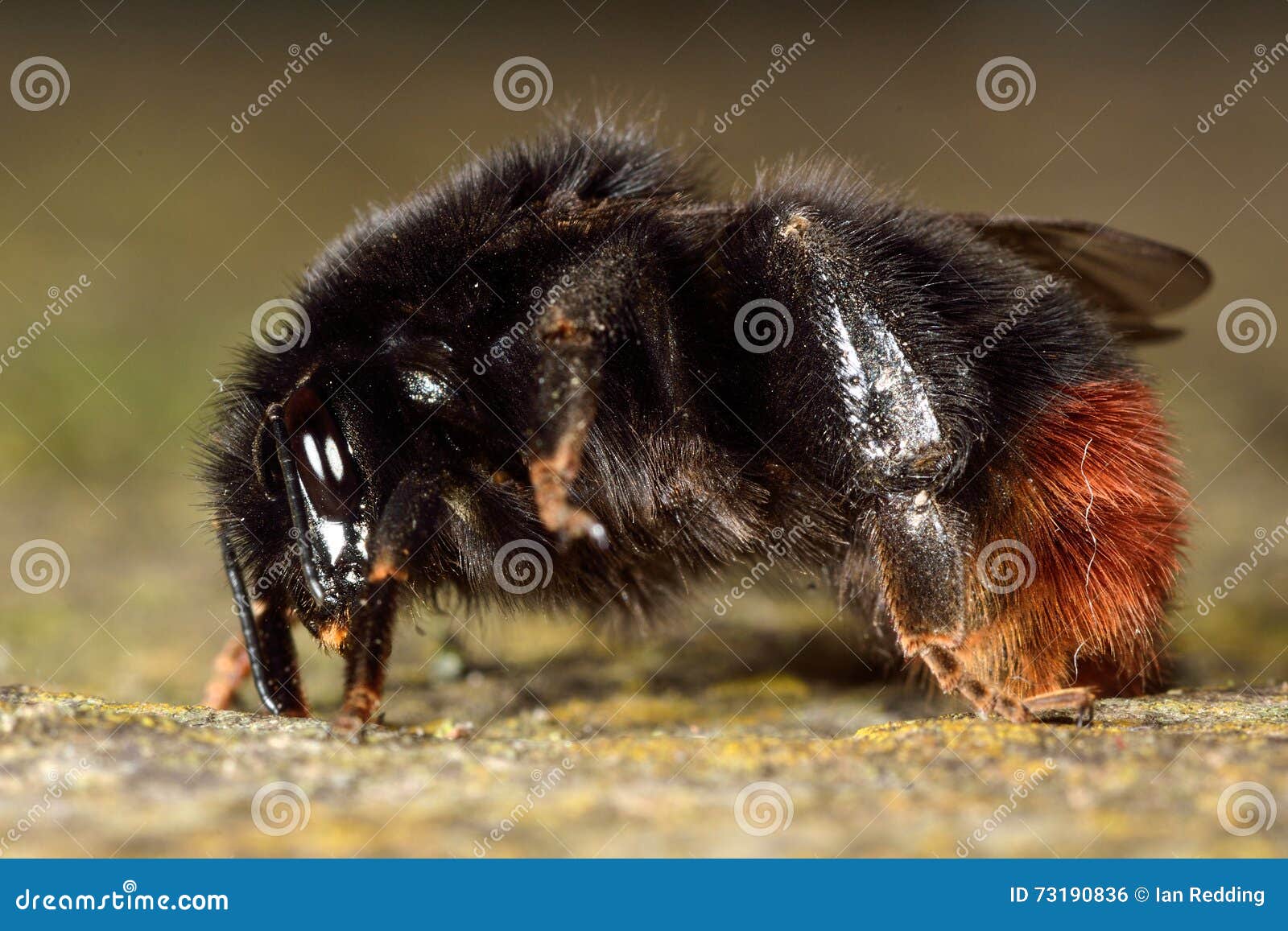 Bombo Rosso-munito (lapidarius Del Bombus) Nel Profilo Fotografia Stock ...