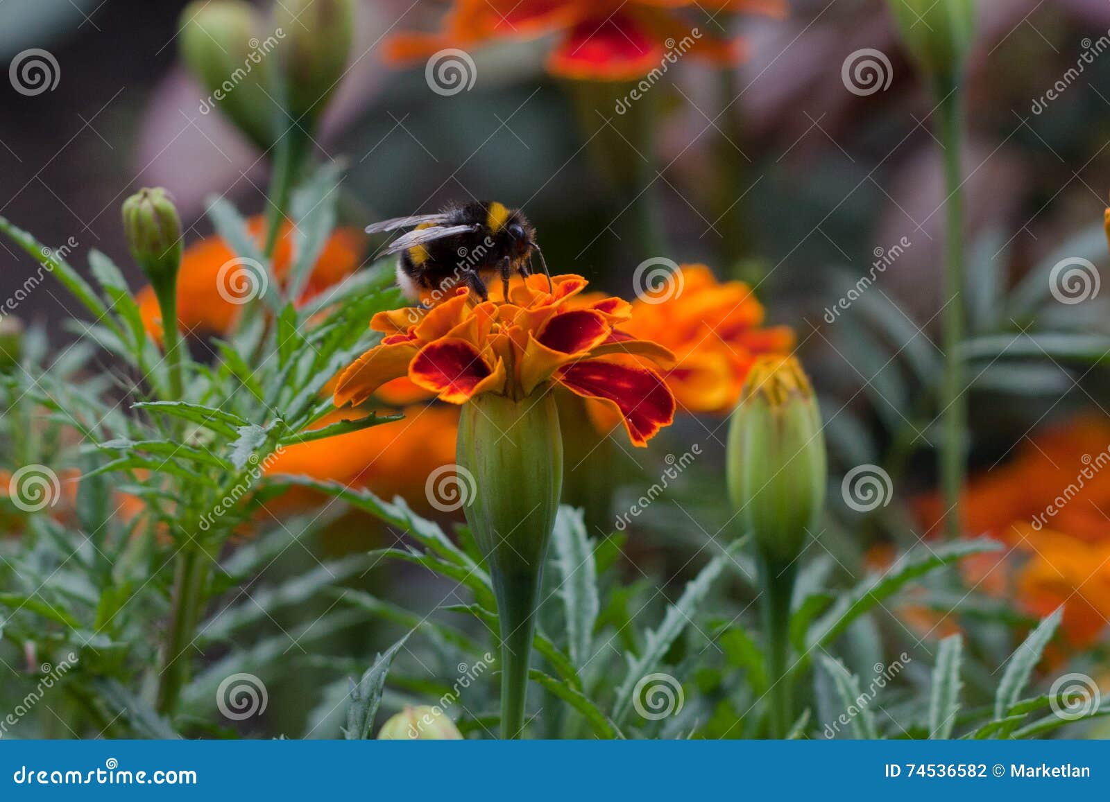 Bombo su un fiore fotografia stock. Immagine di insetto - 74536582